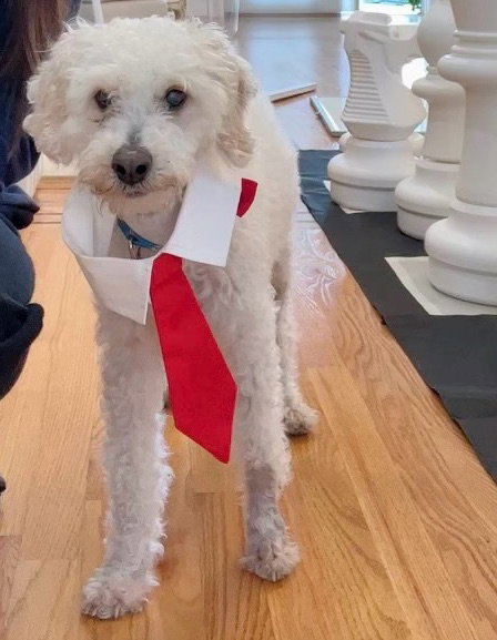 Dog for Adoption - Noodle the Poodle, a Poodle (Miniature) in Riverside ...