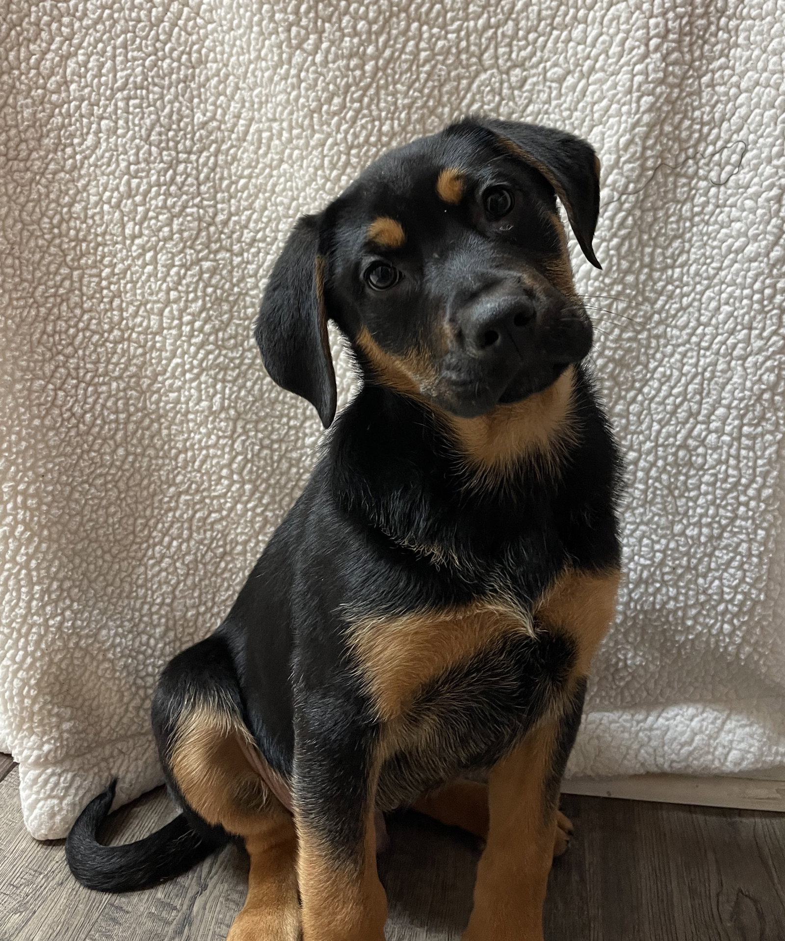 Dog for Adoption - Gum: Wrigley, a Labrador Retriever in Garnet, CA ...