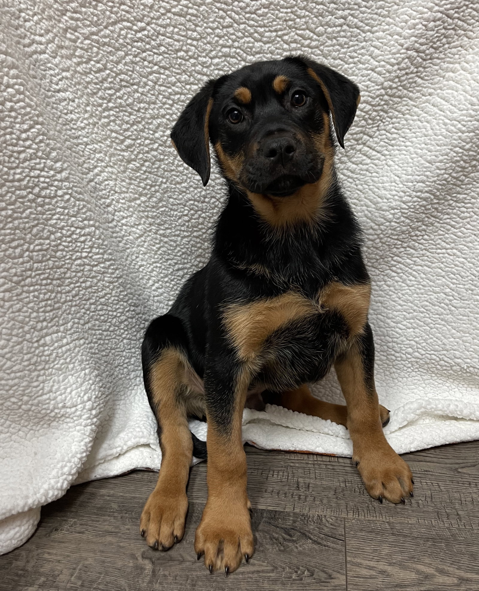 Dog for Adoption - Gum: Wrigley, a Labrador Retriever in Garnet, CA ...