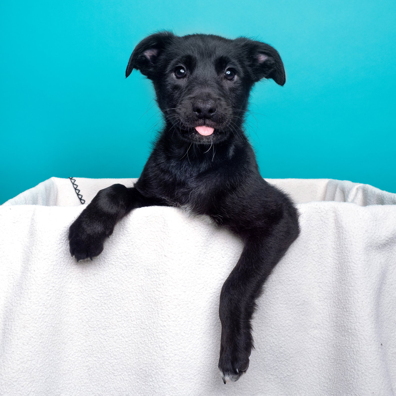 Dog for Adoption - Cereal: Trix, a Irish Wolfhound in Palm Desert, CA ...
