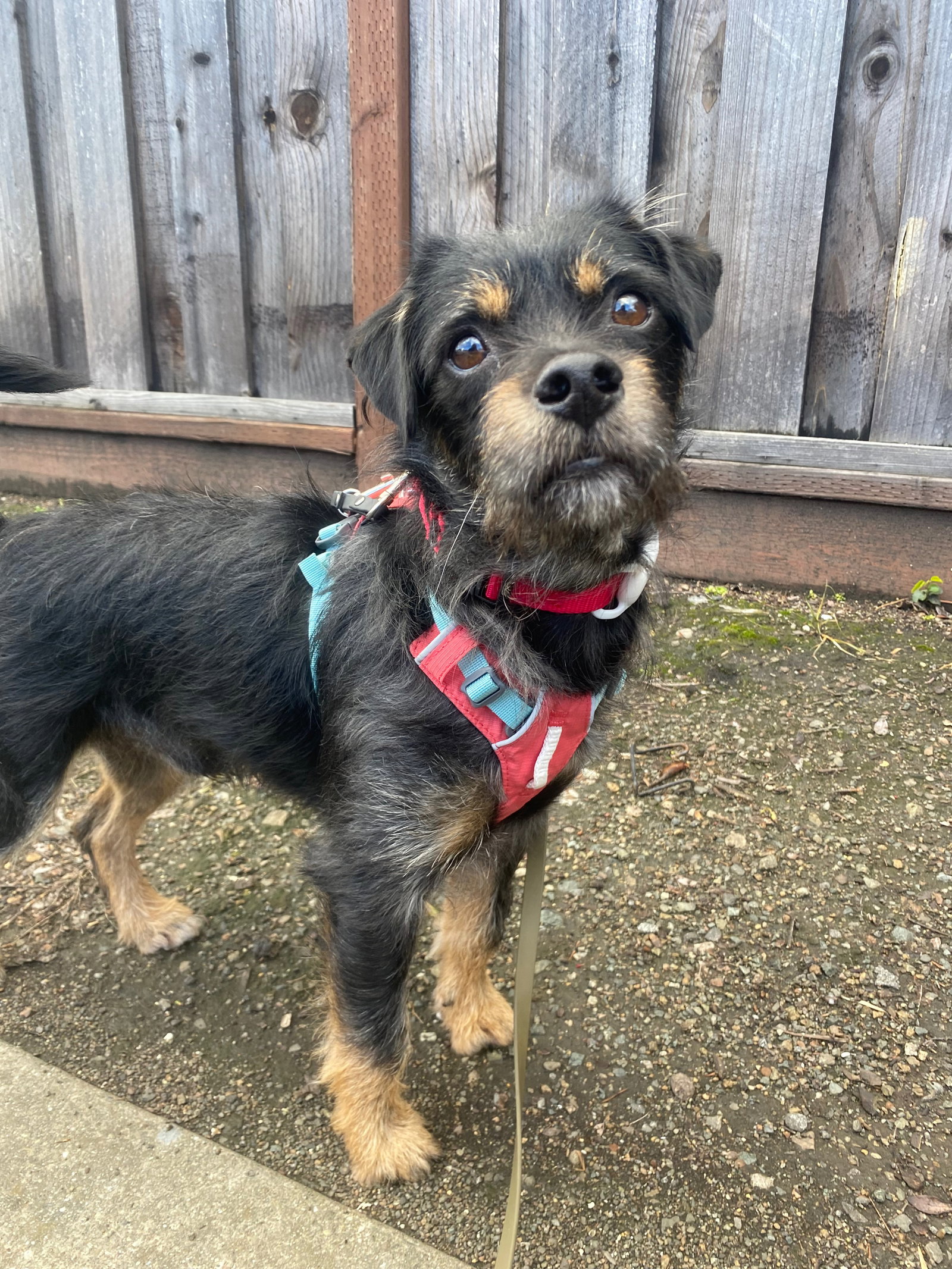 Dog for Adoption - Tri Tip, a Miniature Schnauzer in Palm Springs, CA ...