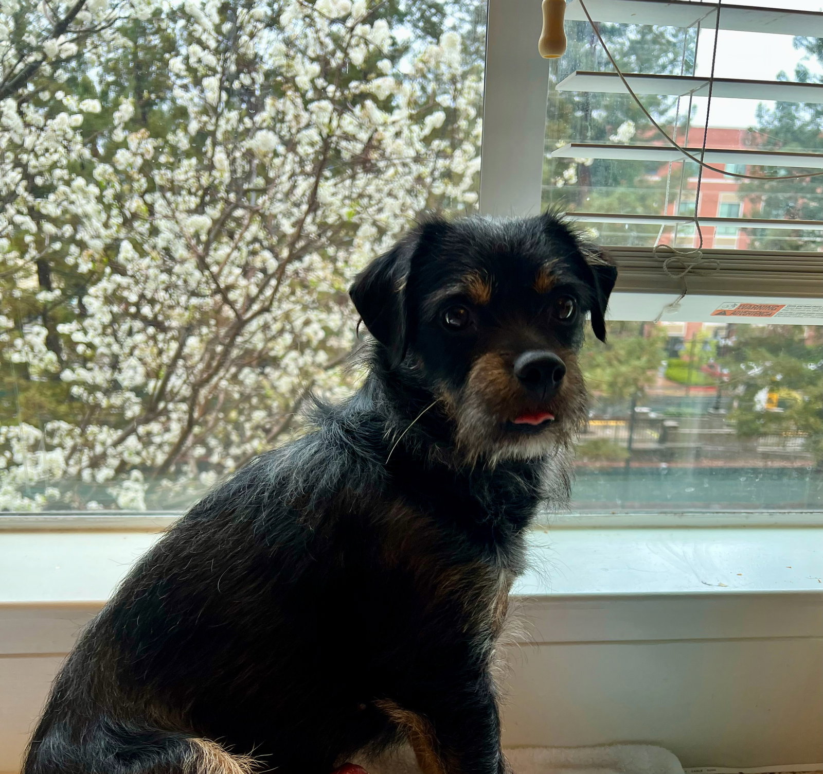 Dog for Adoption - Tri Tip, a Miniature Schnauzer in Palm Springs, CA ...