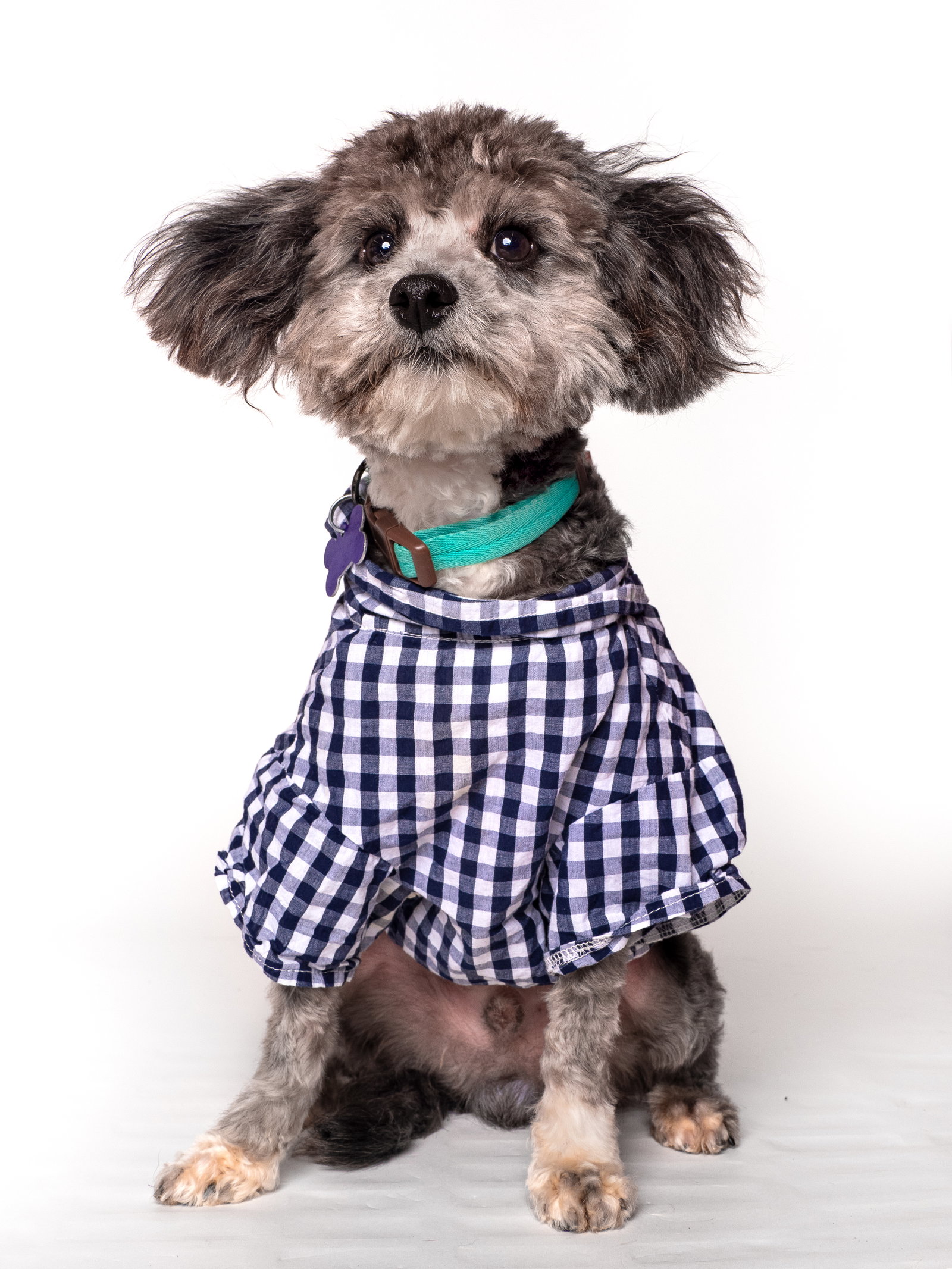 Dog for Adoption - Candy Cane, a Maltese in Palm Springs, CA | Alpha Paw