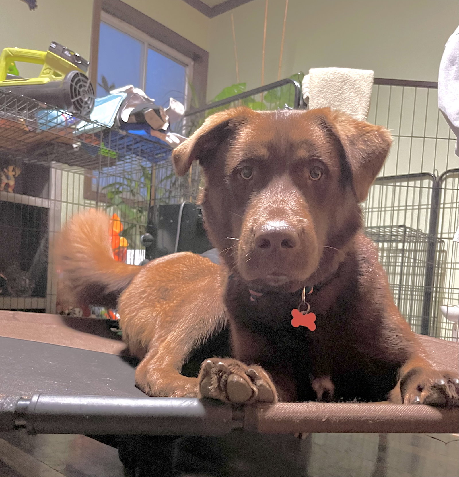 Dog for Adoption - Twix, a Labrador Retriever in Anaheim, CA | Alpha Paw