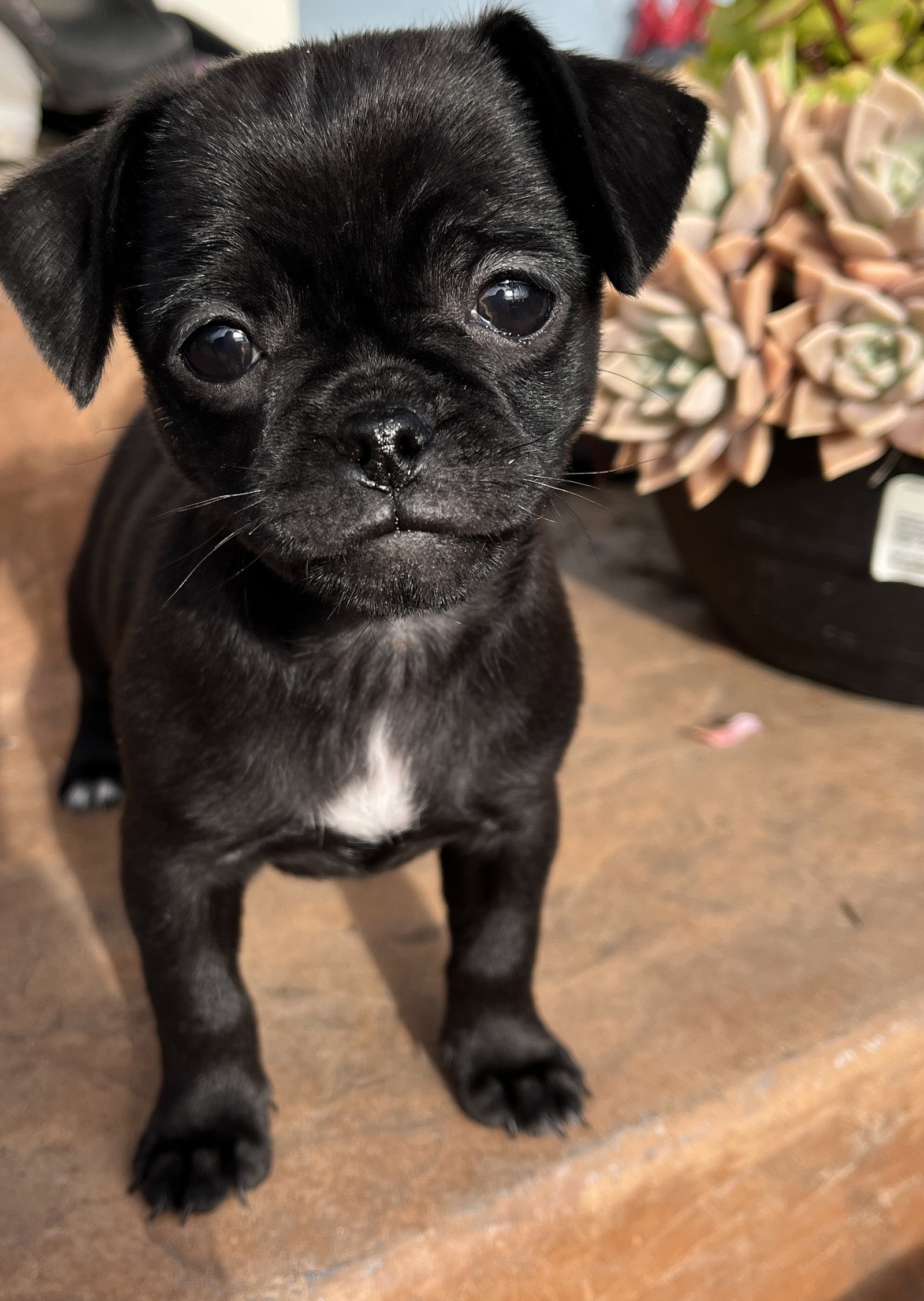 Dog for Adoption - Train: Amtrak, a Pug in Garden Grove, CA | Alpha Paw