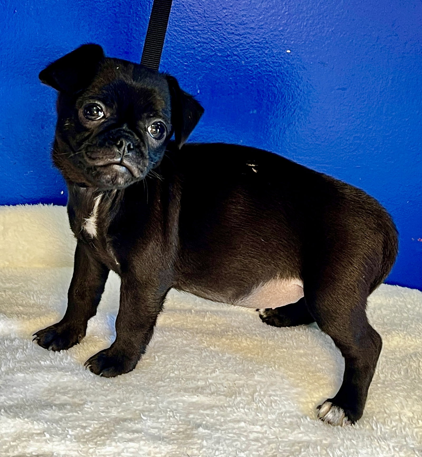 Dog for Adoption - Train: Amtrak, a Pug in Garden Grove, CA | Alpha Paw