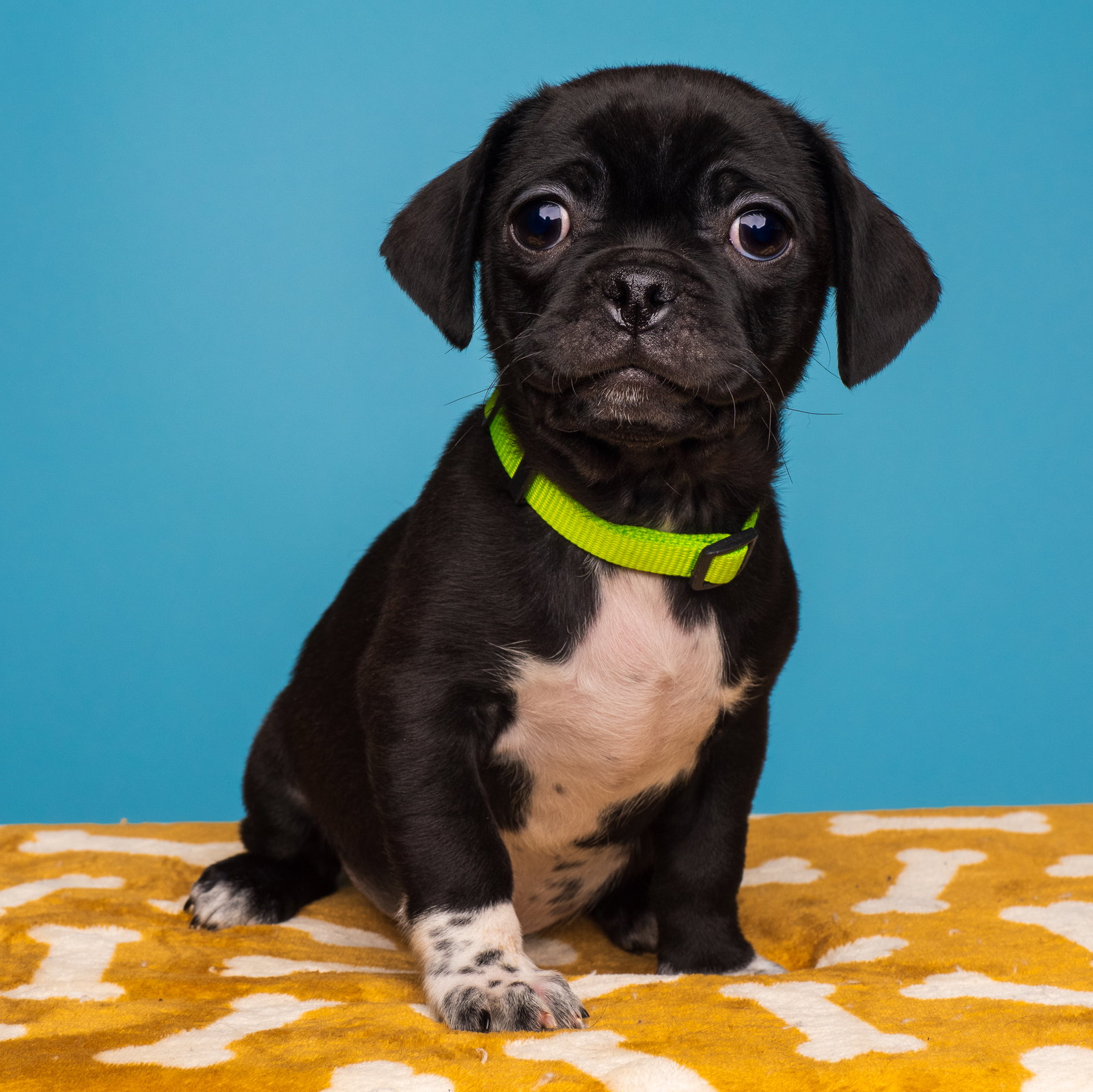 Dog for Adoption - Train: Polar Express, a Pug in Thousand Palms, CA ...