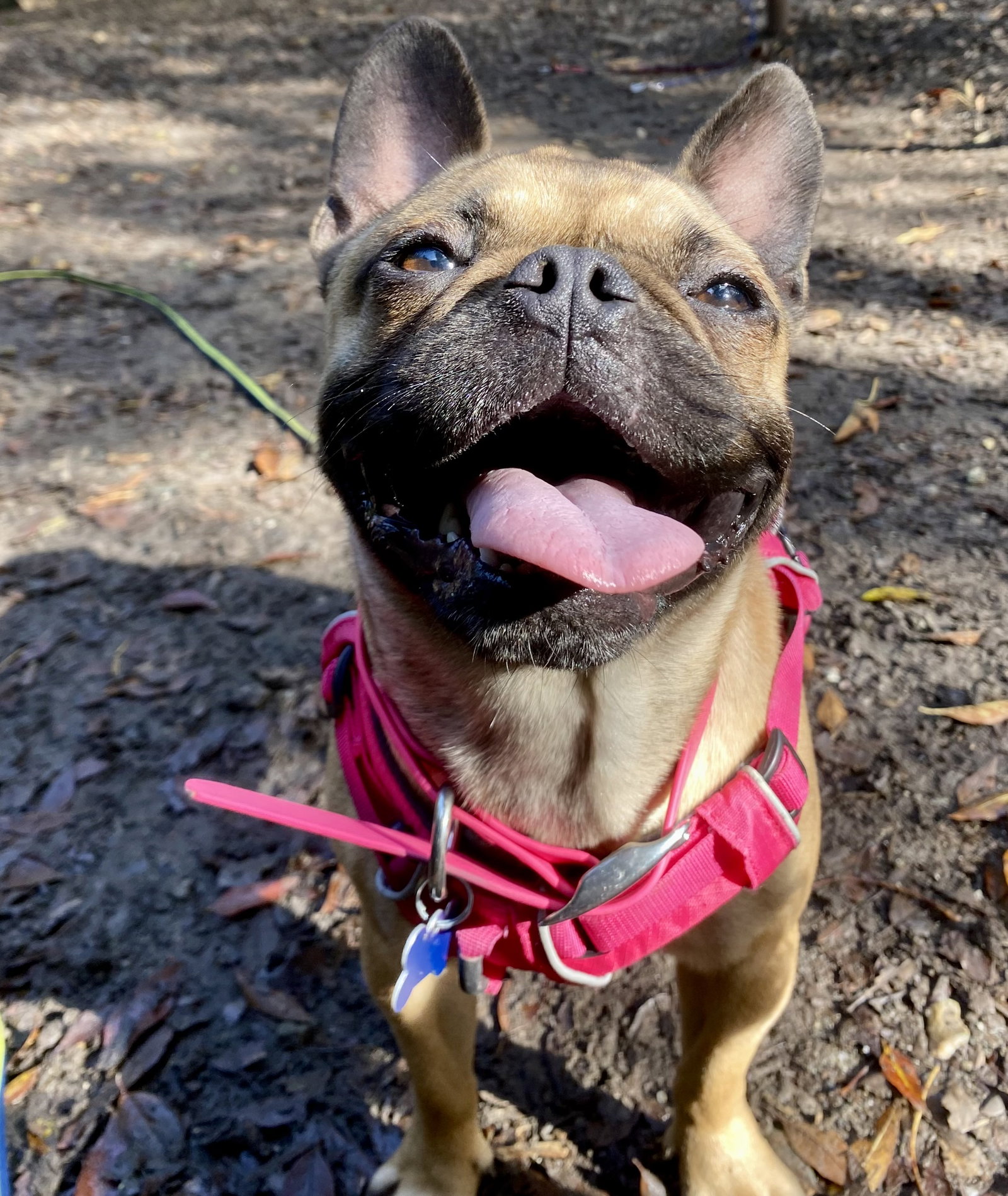 Dog for Adoption - Fudge, a French Bulldog in San Bernardino, CA ...