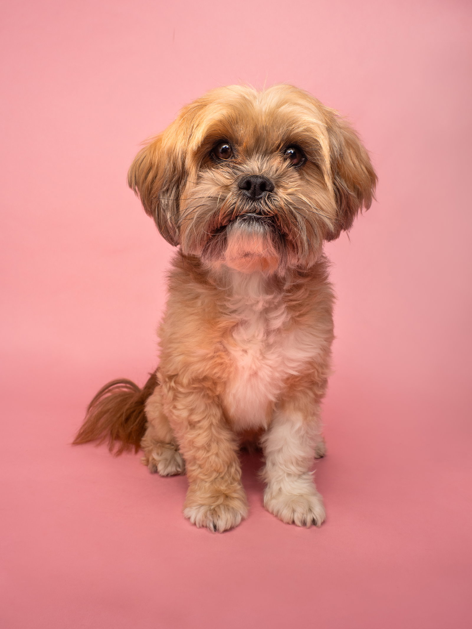 Dog for Adoption - Piper, a Lhasa Apso in Lakeland Village, CA | Alpha Paw