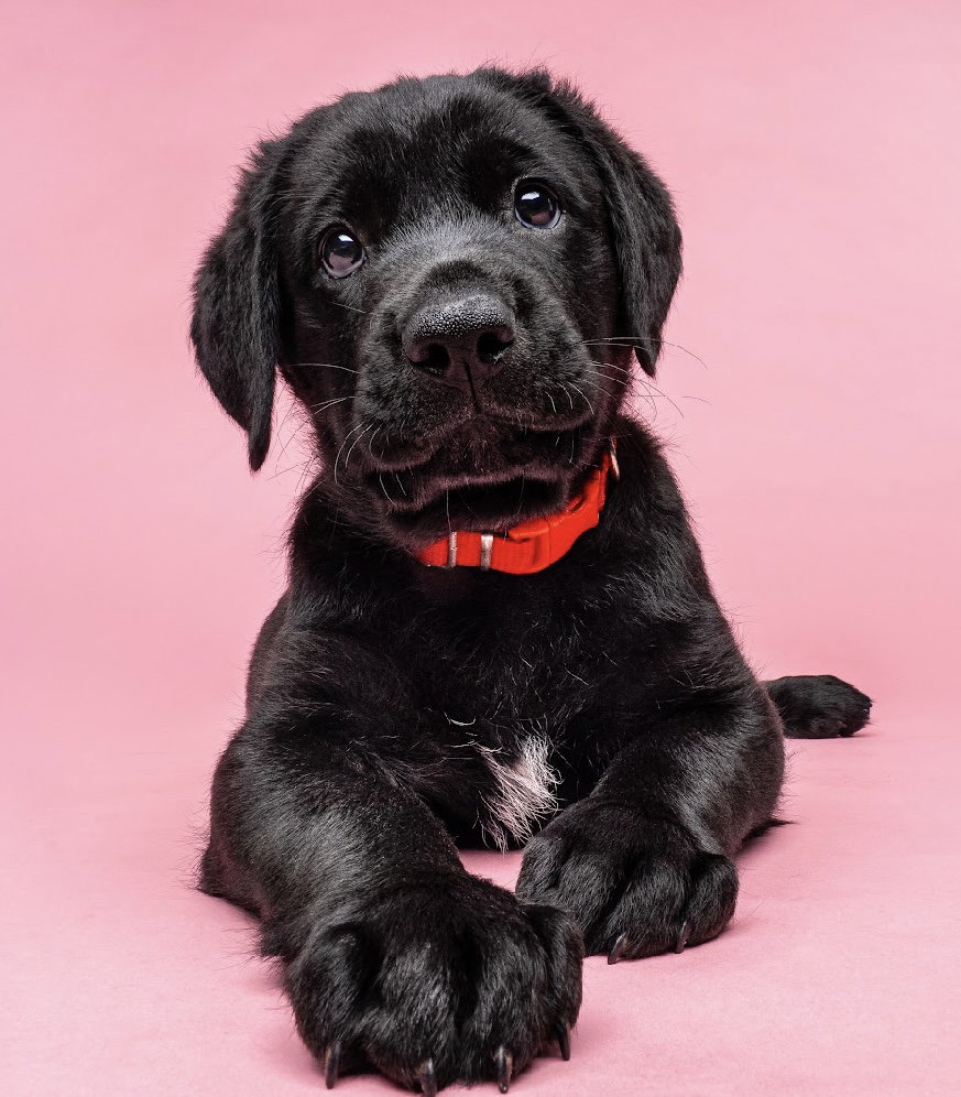 Dog for Adoption - Wonka: Augustus Gloop, a Labrador Retriever in ...