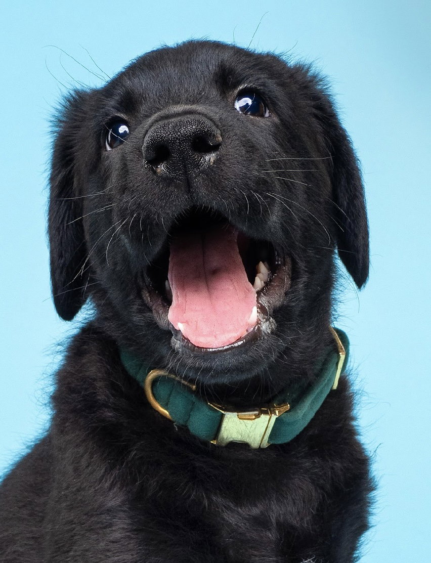 Dog for Adoption - Wonka: Willy Wonka, a Labrador Retriever in Rancho ...