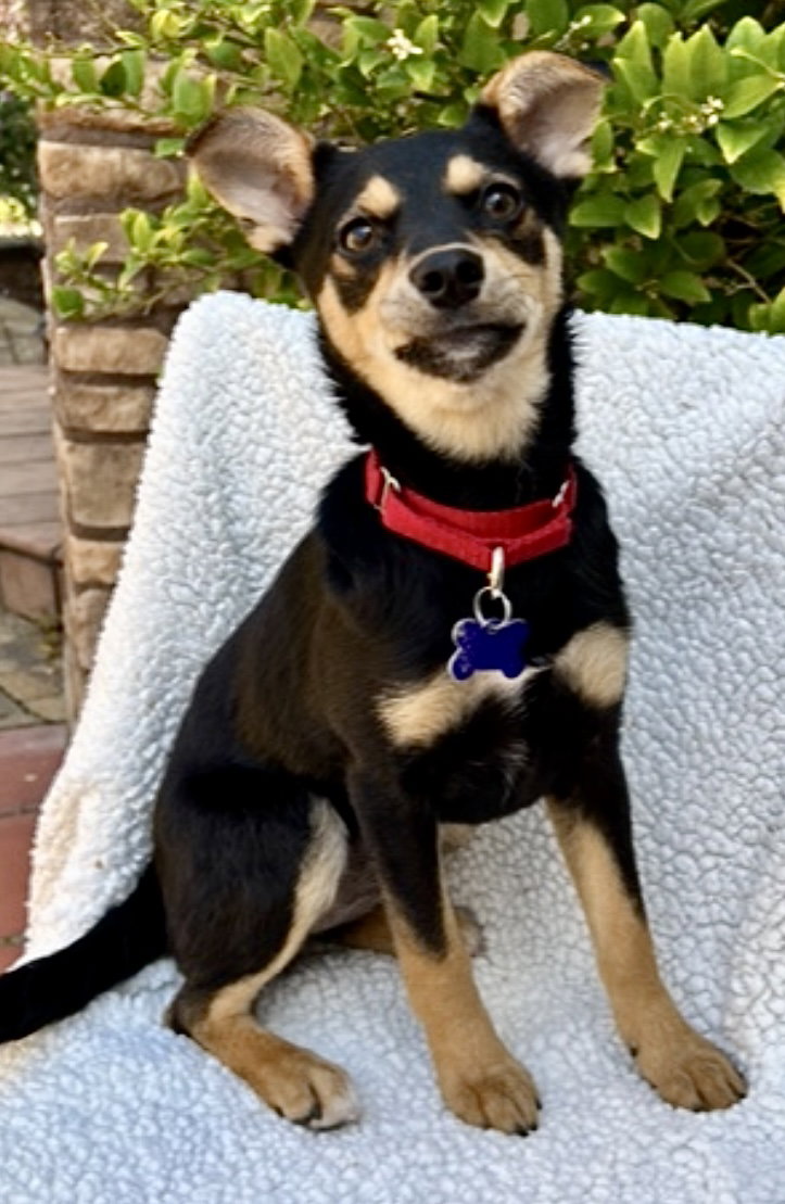 Dog for Adoption - Coco, a Miniature Pinscher in Palm Desert, CA ...
