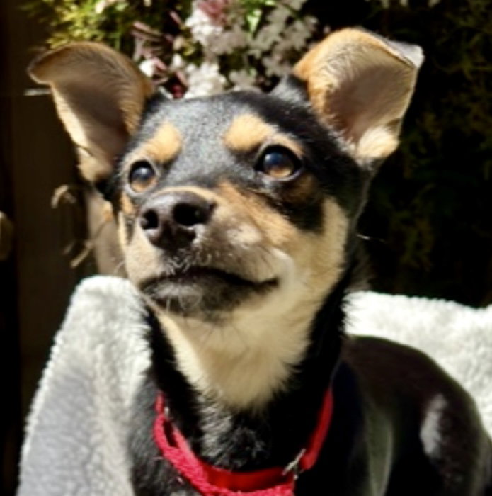 Dog for Adoption - Coco, a Miniature Pinscher in Palm Desert, CA ...