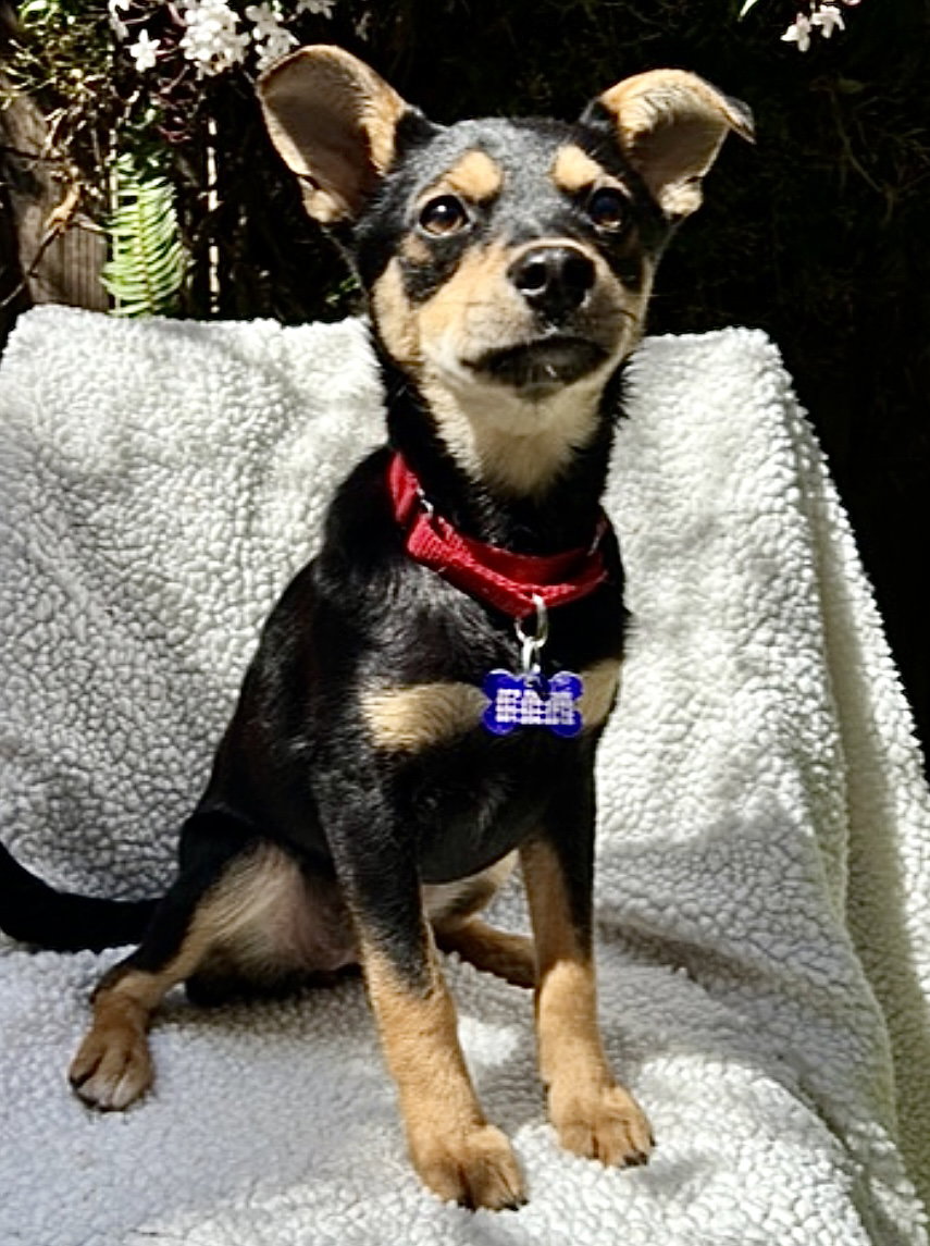 Dog for Adoption - Coco, a Miniature Pinscher in Palm Desert, CA ...