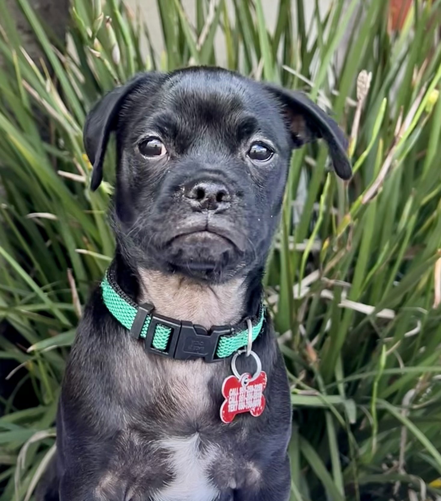 Dog for Adoption - Pudding, a Pug in Temecula, CA | Alpha Paw
