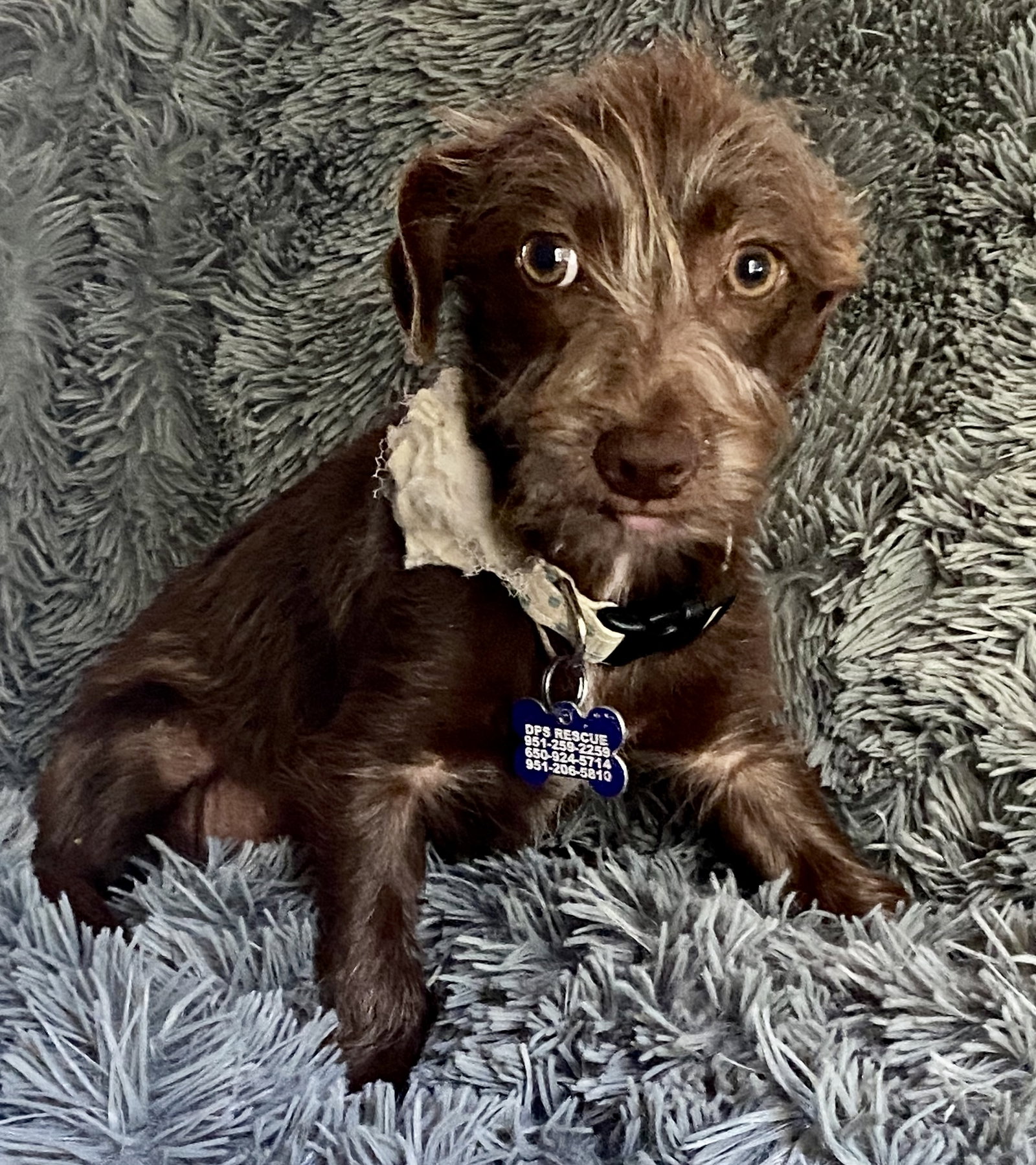Dog for Adoption - Godiva, a Miniature Schnauzer in Oceanside, CA ...