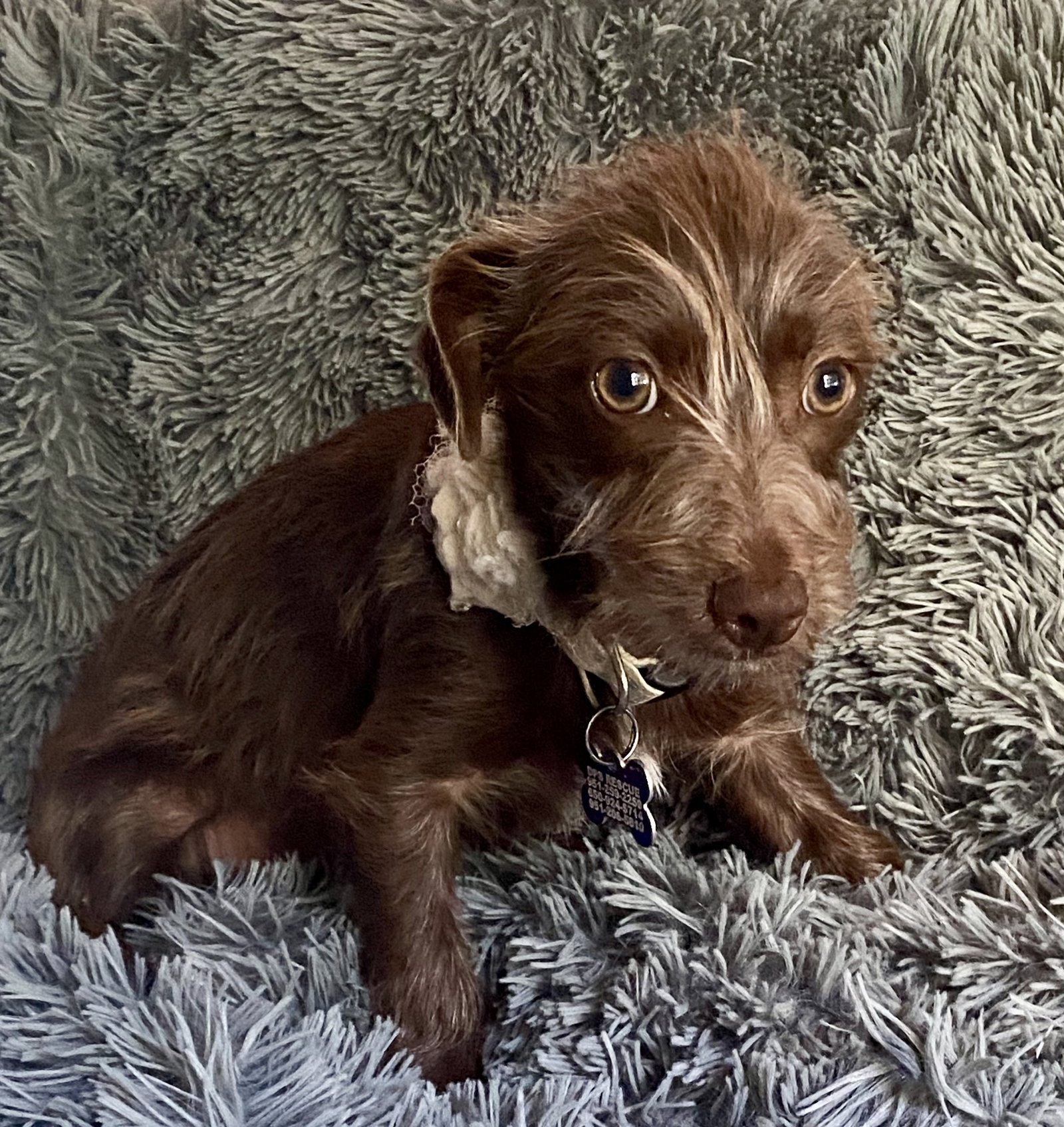 Dog for Adoption - Godiva, a Miniature Schnauzer in Oceanside, CA ...