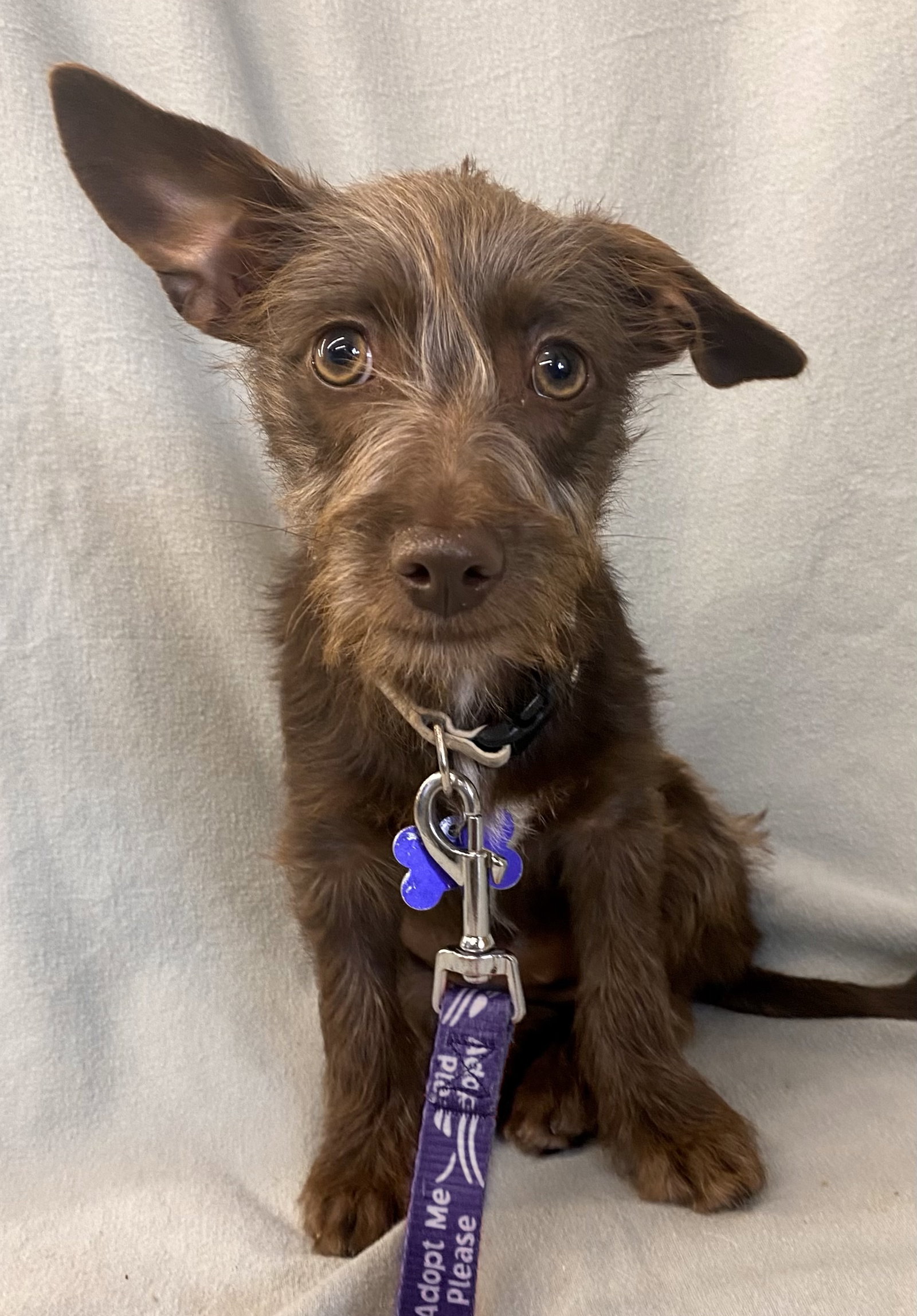 Dog for Adoption - Godiva, a Miniature Schnauzer in Claremont, CA ...
