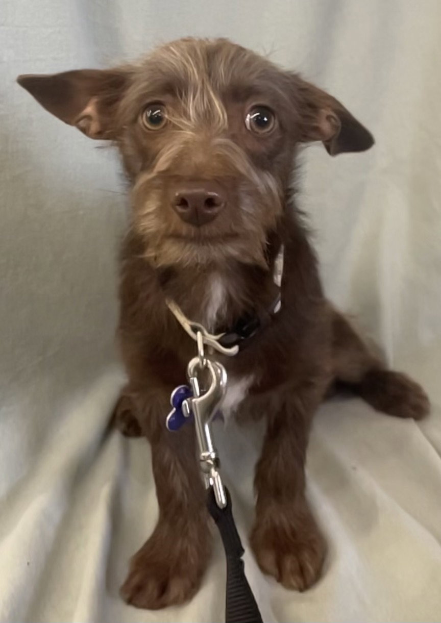 Dog for Adoption - Godiva, a Miniature Schnauzer in Claremont, CA ...