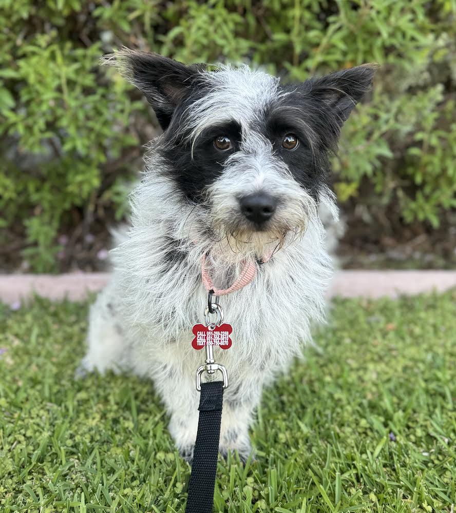 Dog for Adoption - Brie, a Cairn Terrier in Palm Springs, CA | Alpha Paw