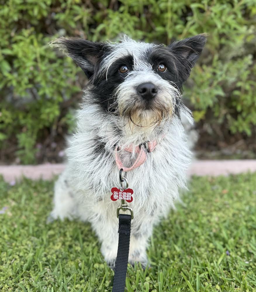 Dog for Adoption - Brie, a Cairn Terrier in Palm Springs, CA | Alpha Paw