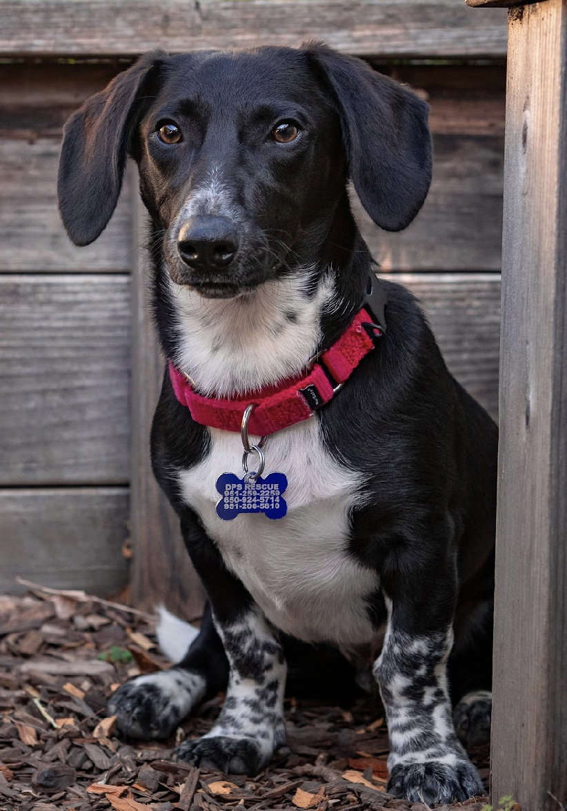 Dog for Adoption - Otter, a Dachshund in Palm Desert, CA | Alpha Paw