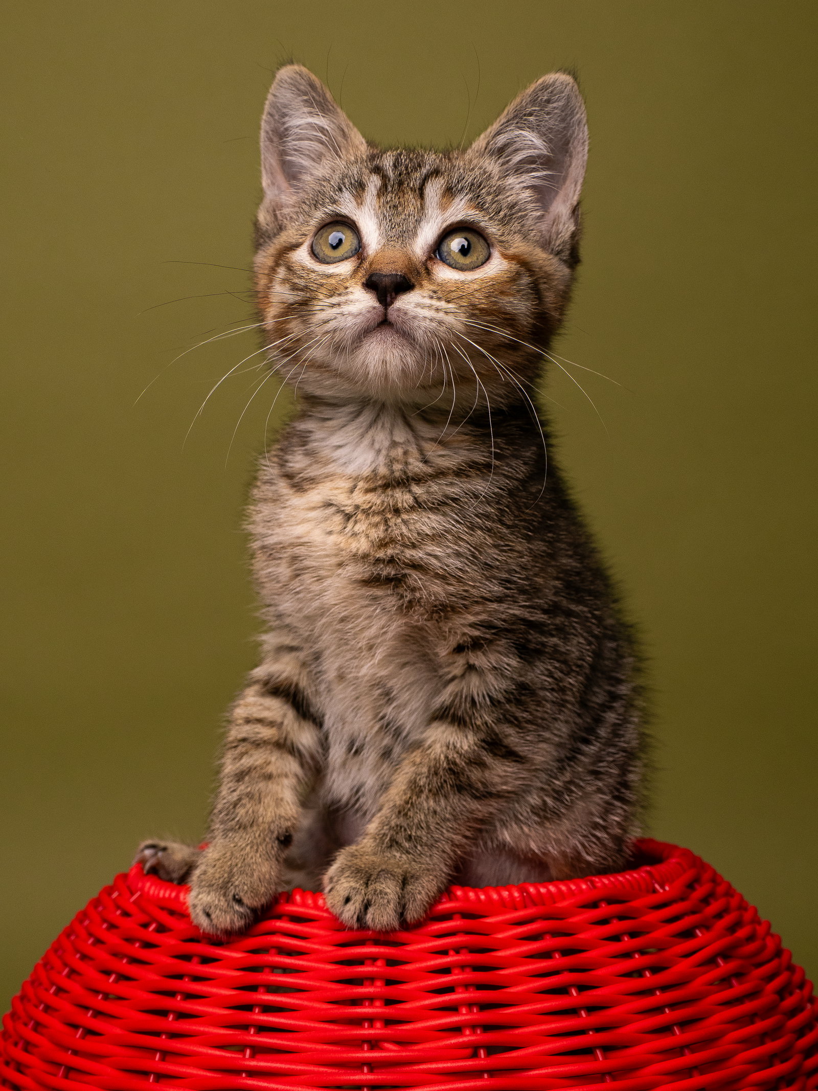Cats for Adoption in Palm Springs, California | Alpha Paw