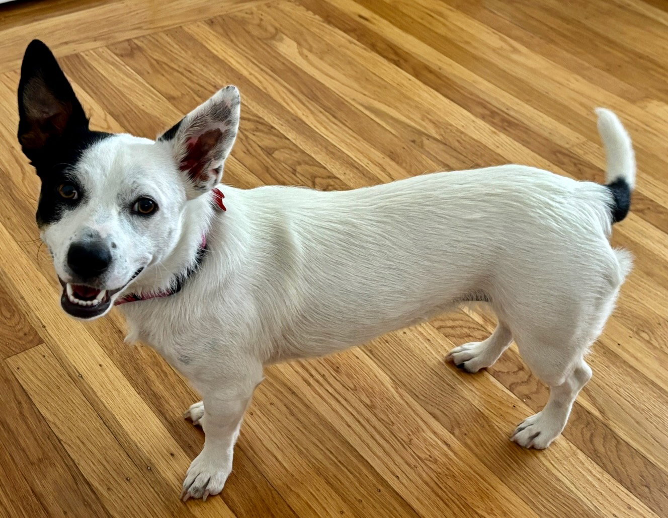 Dog for Adoption - Alaska, a Cardigan Welsh Corgi in Palm Desert, CA ...
