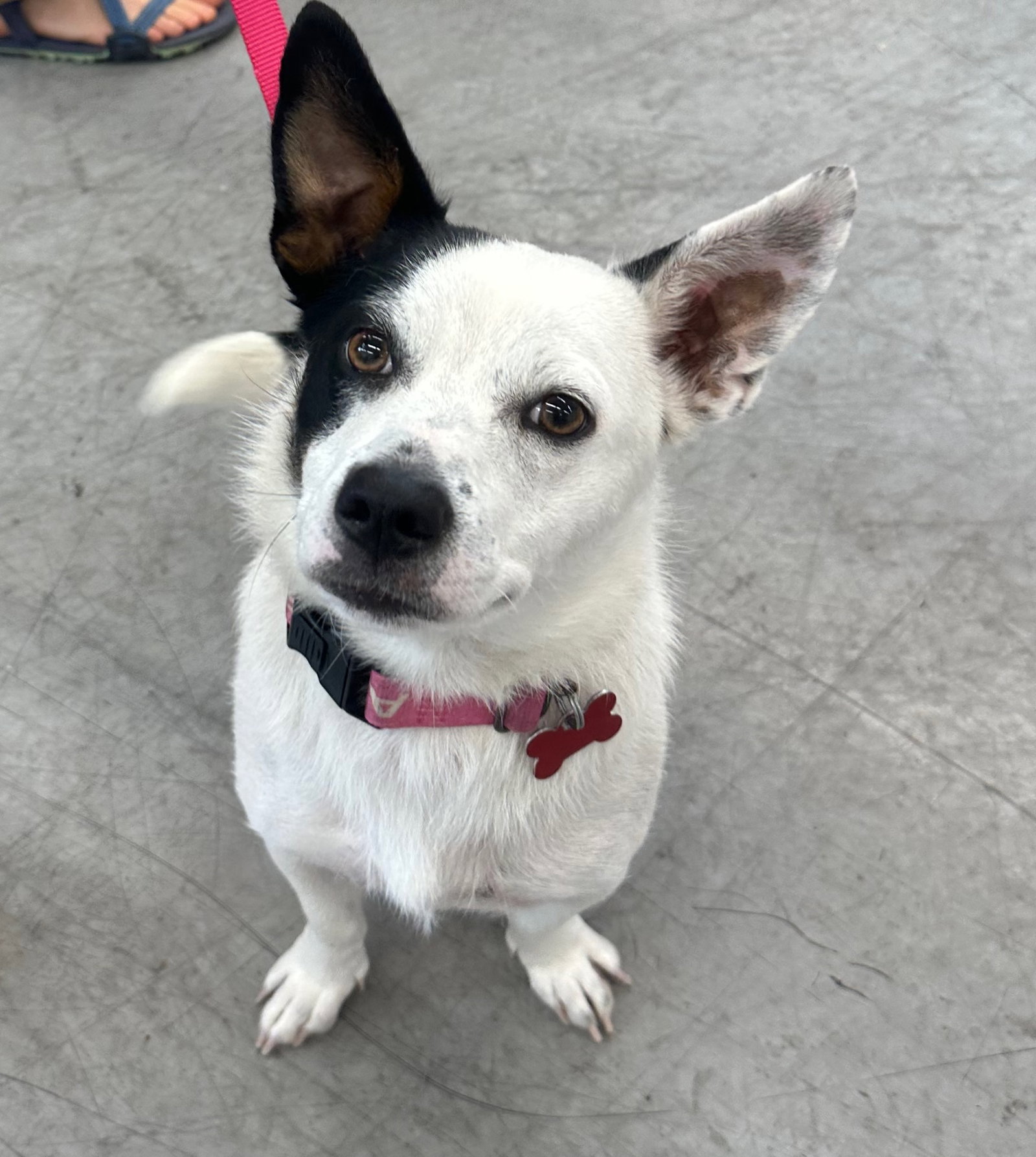 Dog for Adoption - Alaska, a Cardigan Welsh Corgi in Palm Desert, CA ...