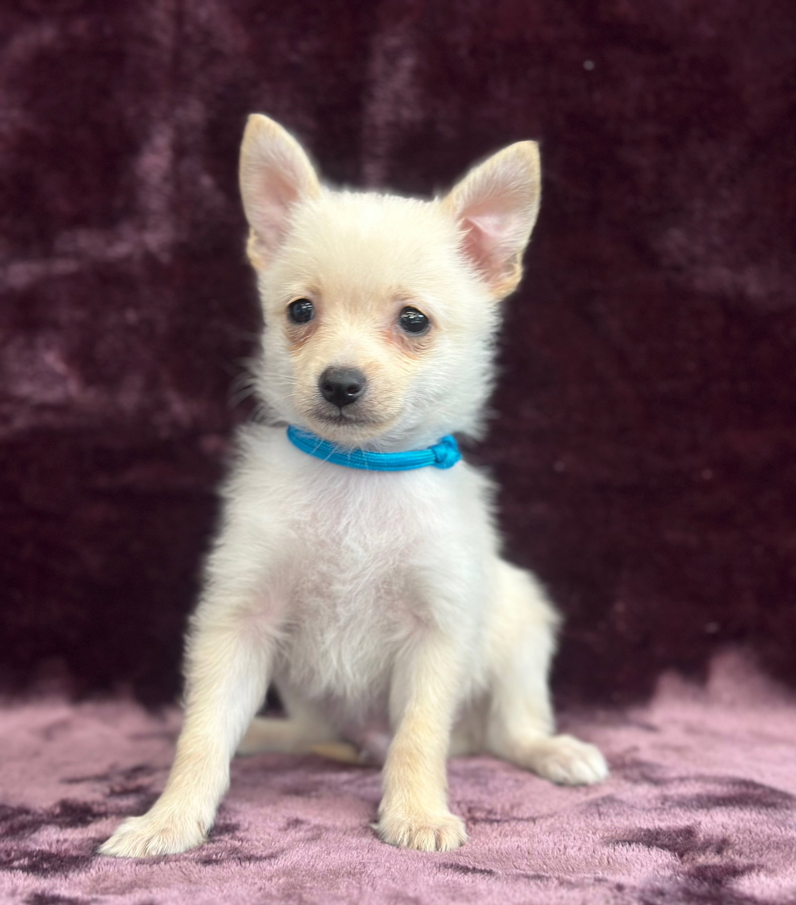 Dog adoption in Sun City, CA 92585: Pomeranian / Chihuahua / Mixed ...