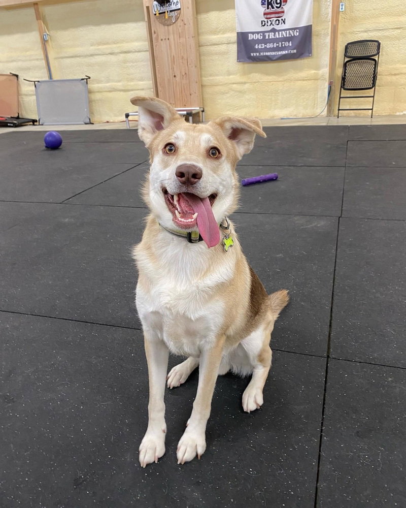 Dog for Adoption - Theo, a German Shepherd Dog in Hagerstown, MD ...