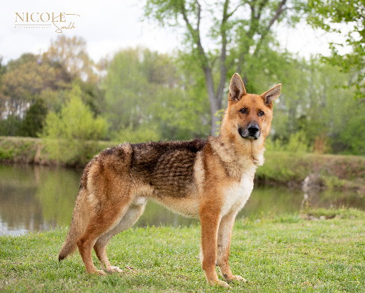 Dog for Adoption - Champ, a German Shepherd Dog in City Of Fairfax, VA ...