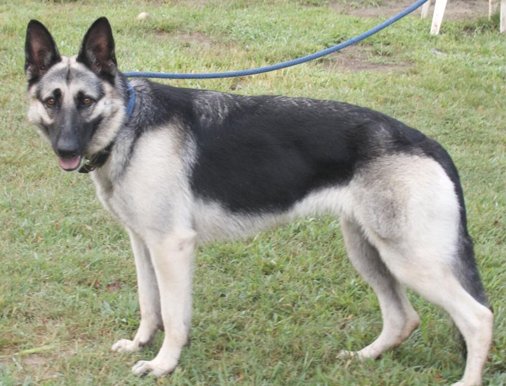 Dog for Adoption - Nala, a German Shepherd Dog in Mays Chapel, MD ...