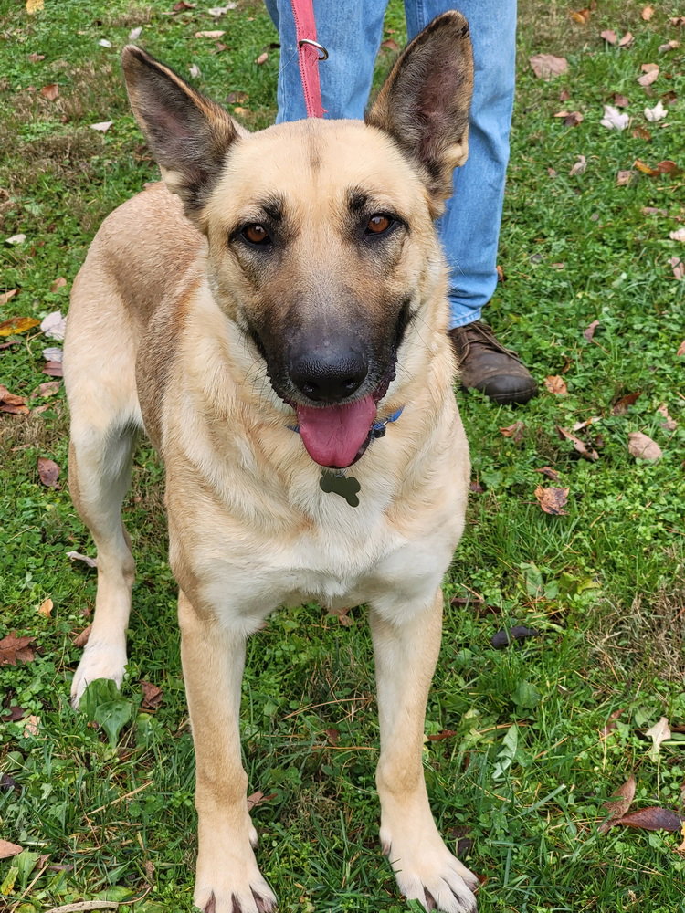 Dog for Adoption - Fallon, a German Shepherd Dog in North Laurel, MD ...