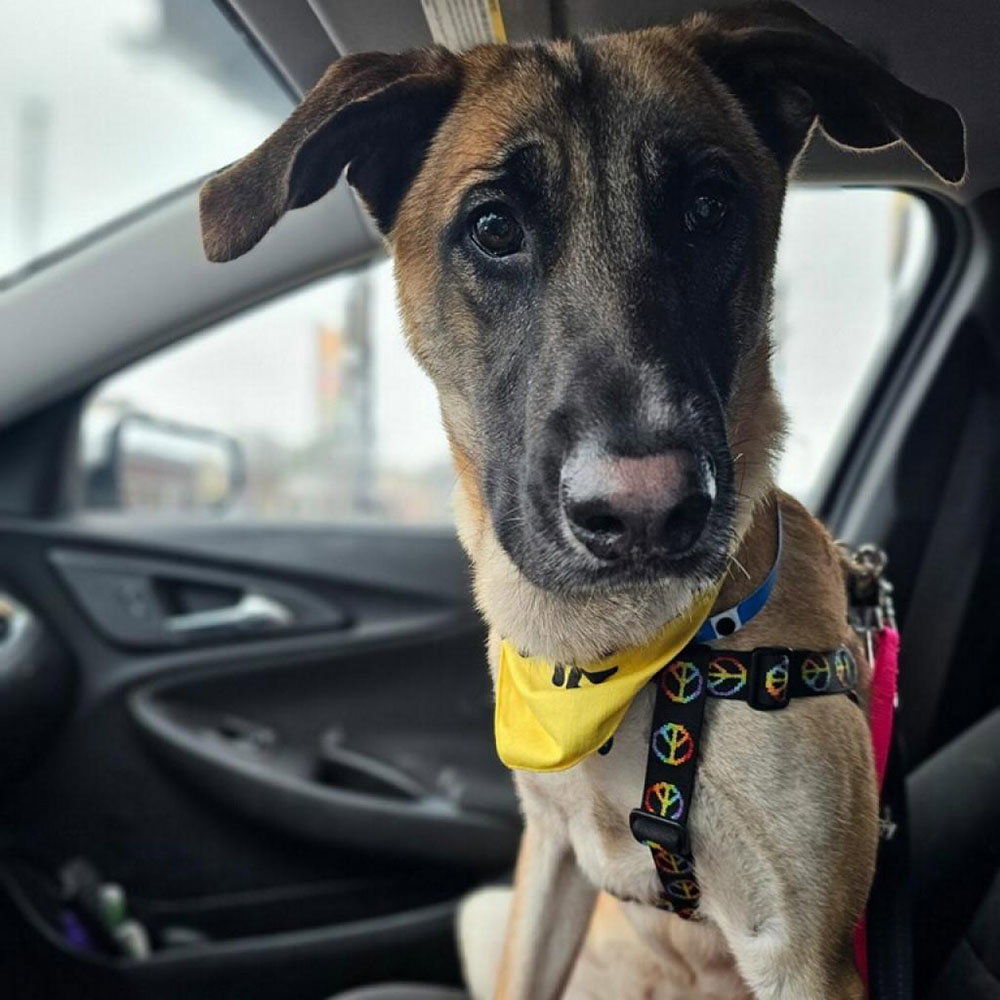 Dog for Adoption - Patterson, a German Shepherd Dog in Harford County ...