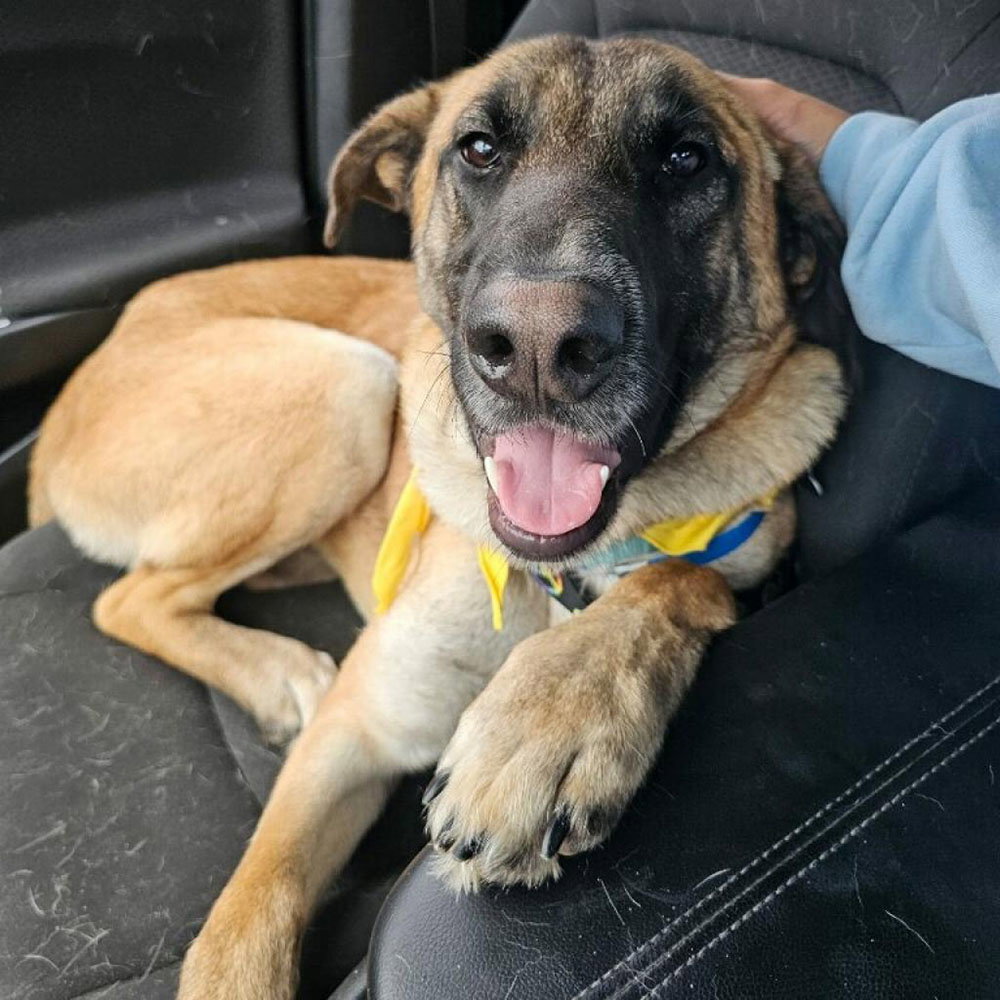 Dog for Adoption - Patterson, a German Shepherd Dog in Martinsburg, WV ...