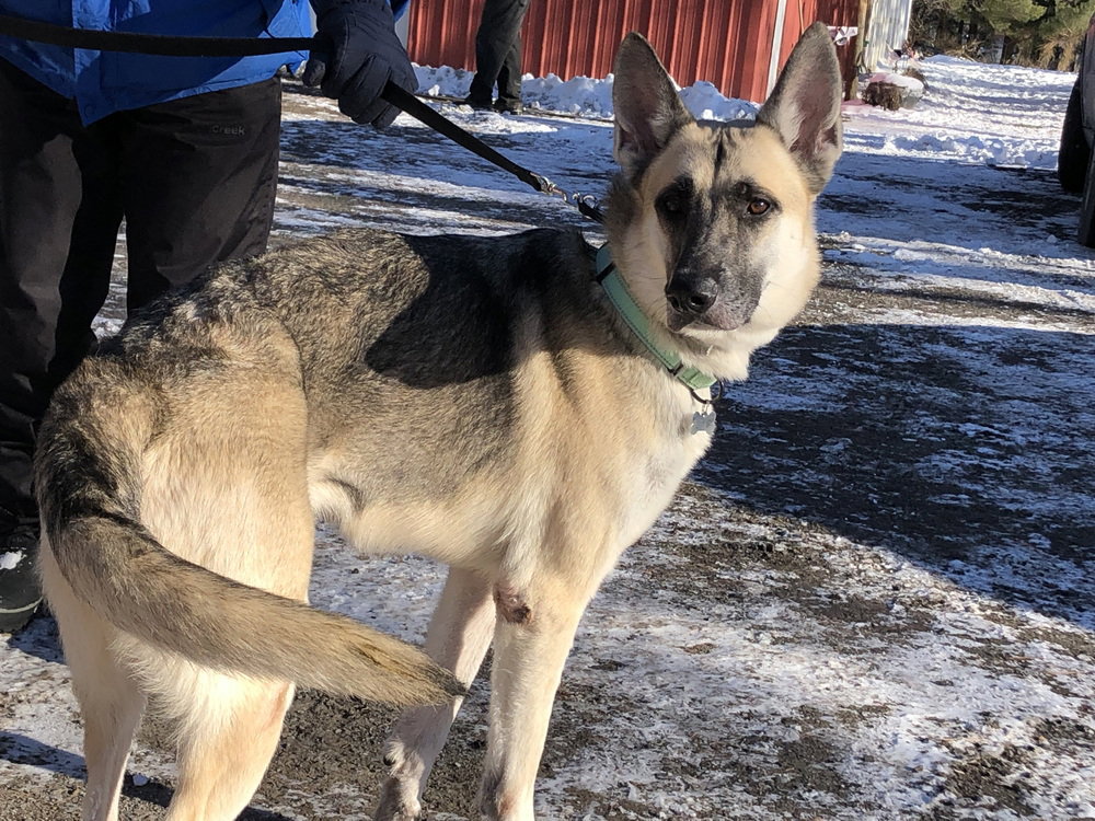 Dog for Adoption - Sheppy, a German Shepherd Dog in Prince Georges ...