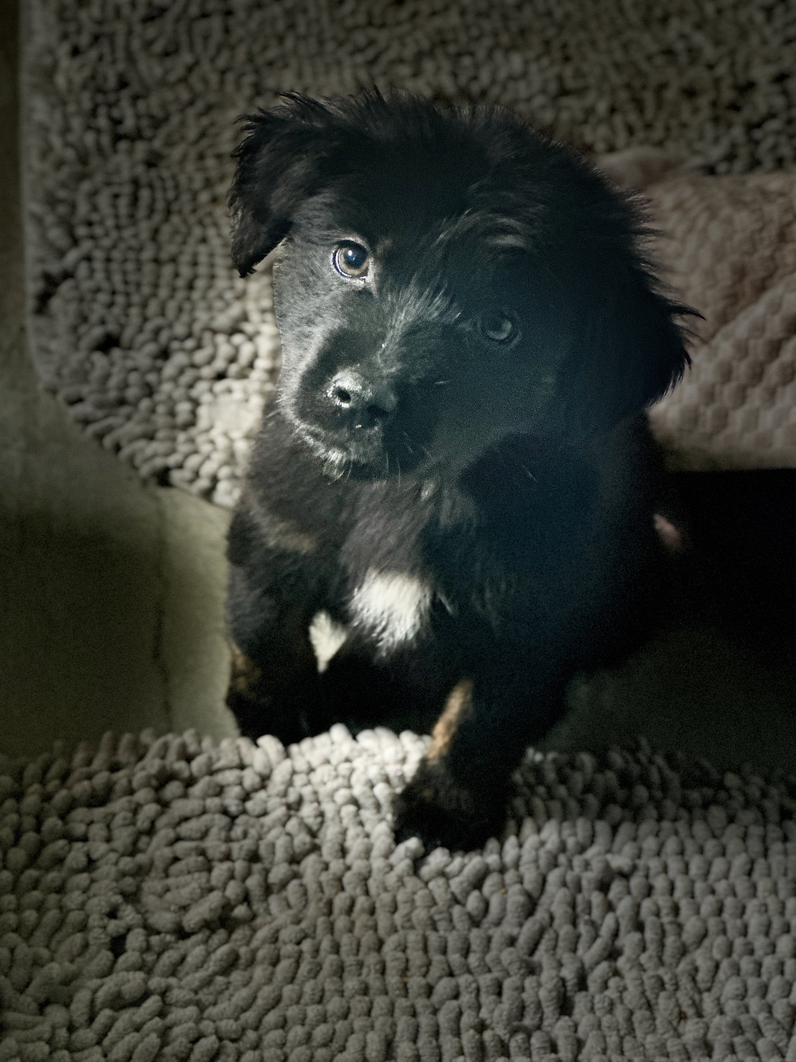 Dog for Adoption - Wriggley, a Golden Retriever in Meeker, OK | Alpha Paw