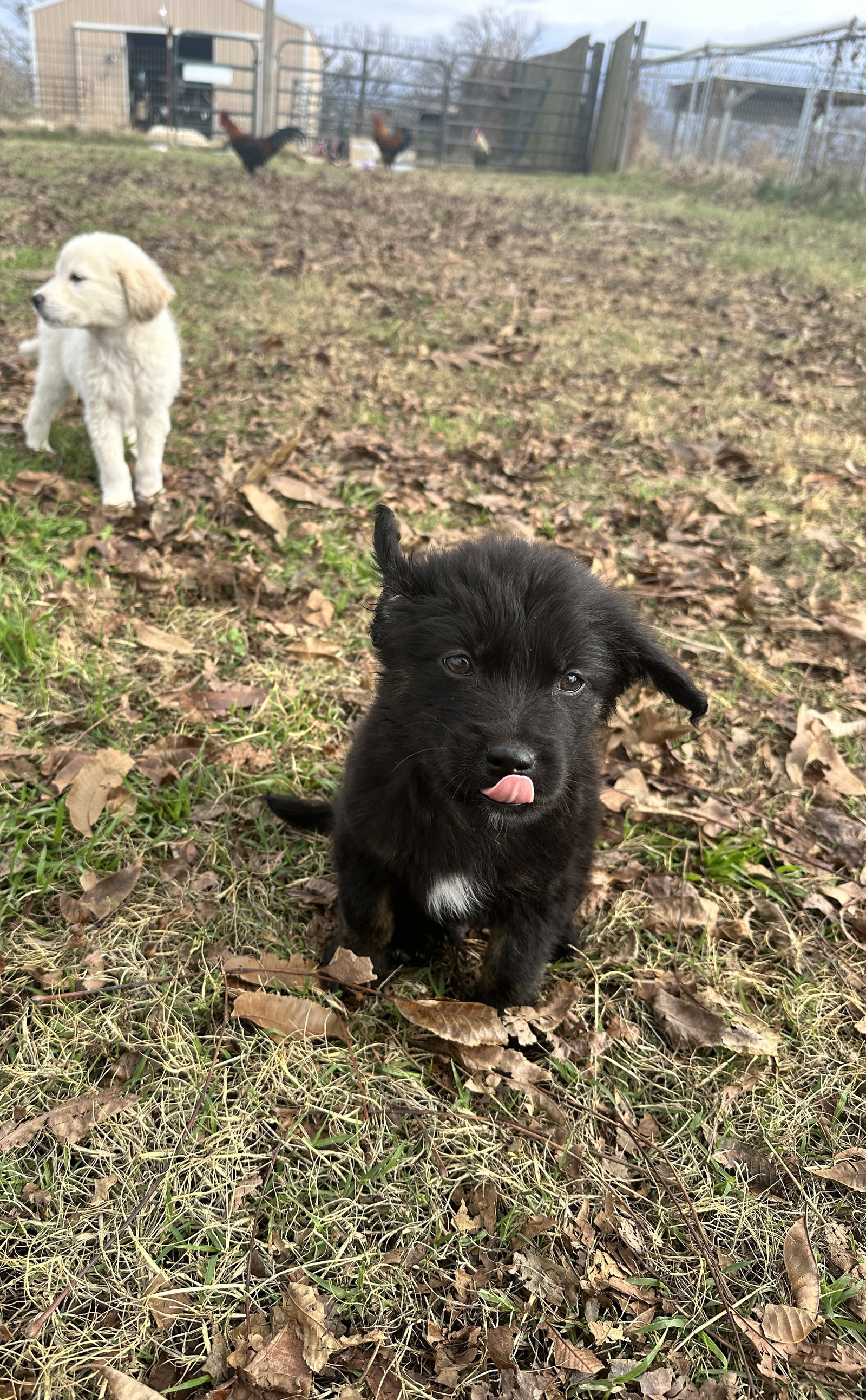 Dog for Adoption - Wriggley, a Golden Retriever in Meeker, OK | Alpha Paw