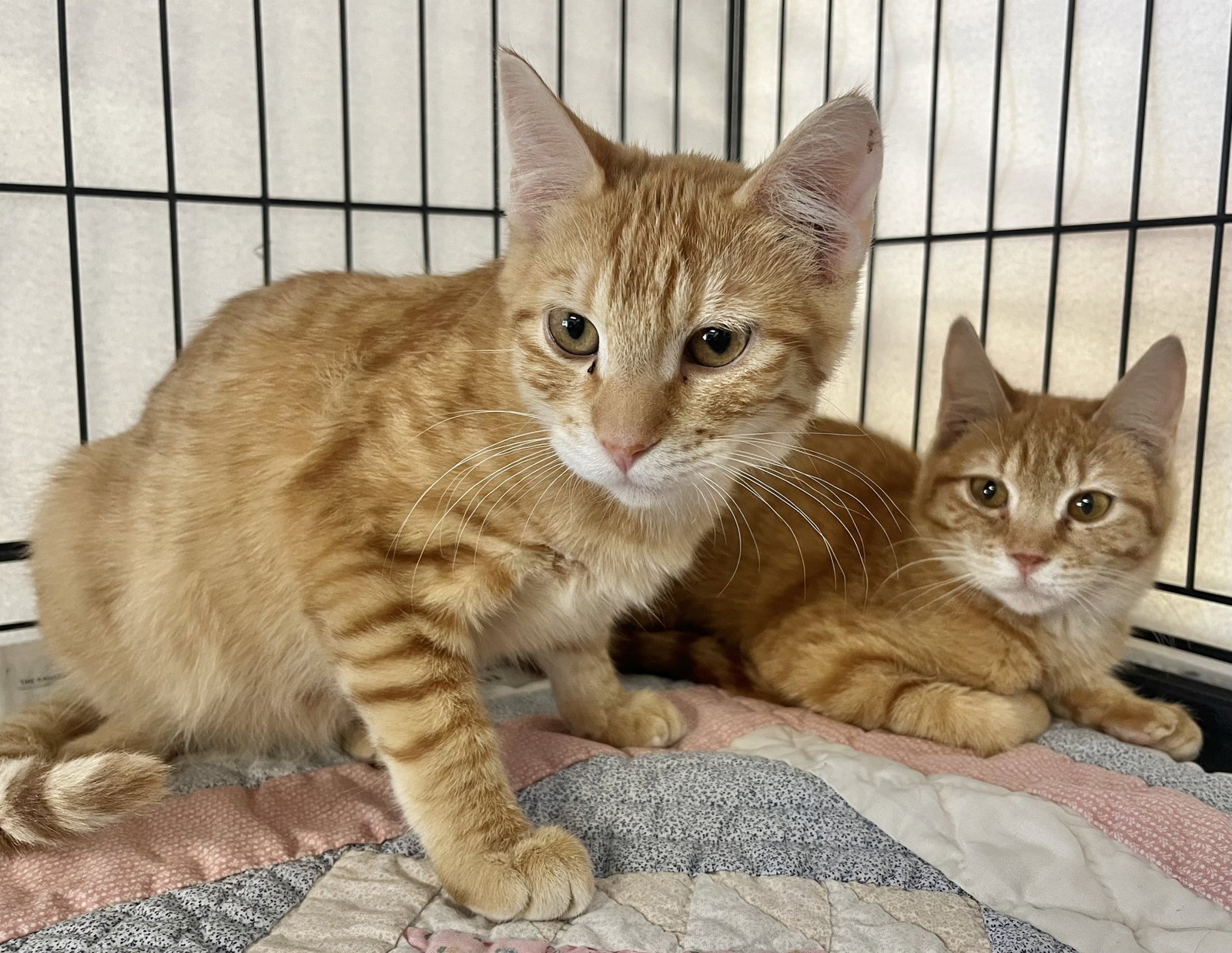 Available Cats – Kitty City Kansas Rescue