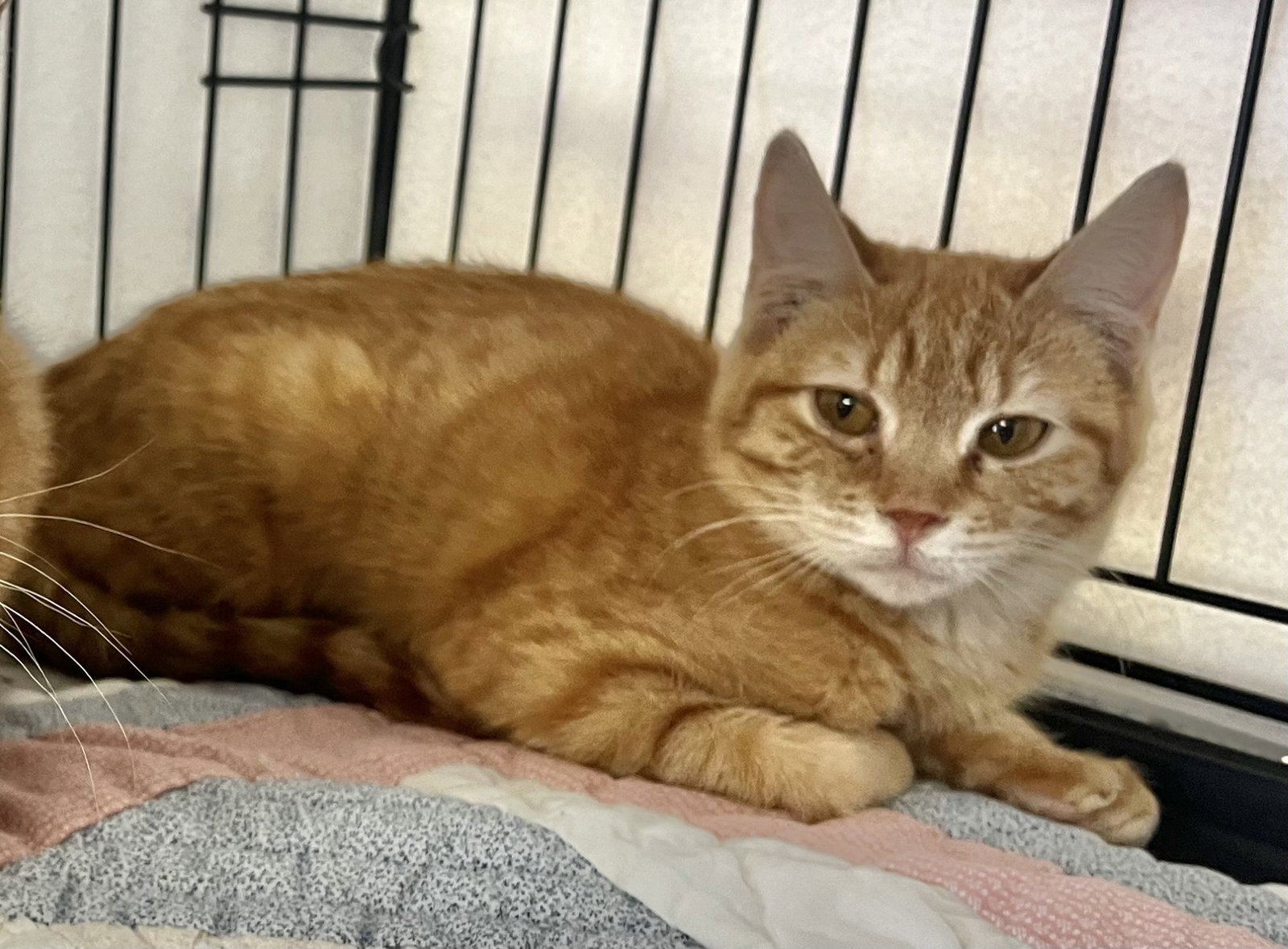 Available Cats – Kitty City Kansas Rescue