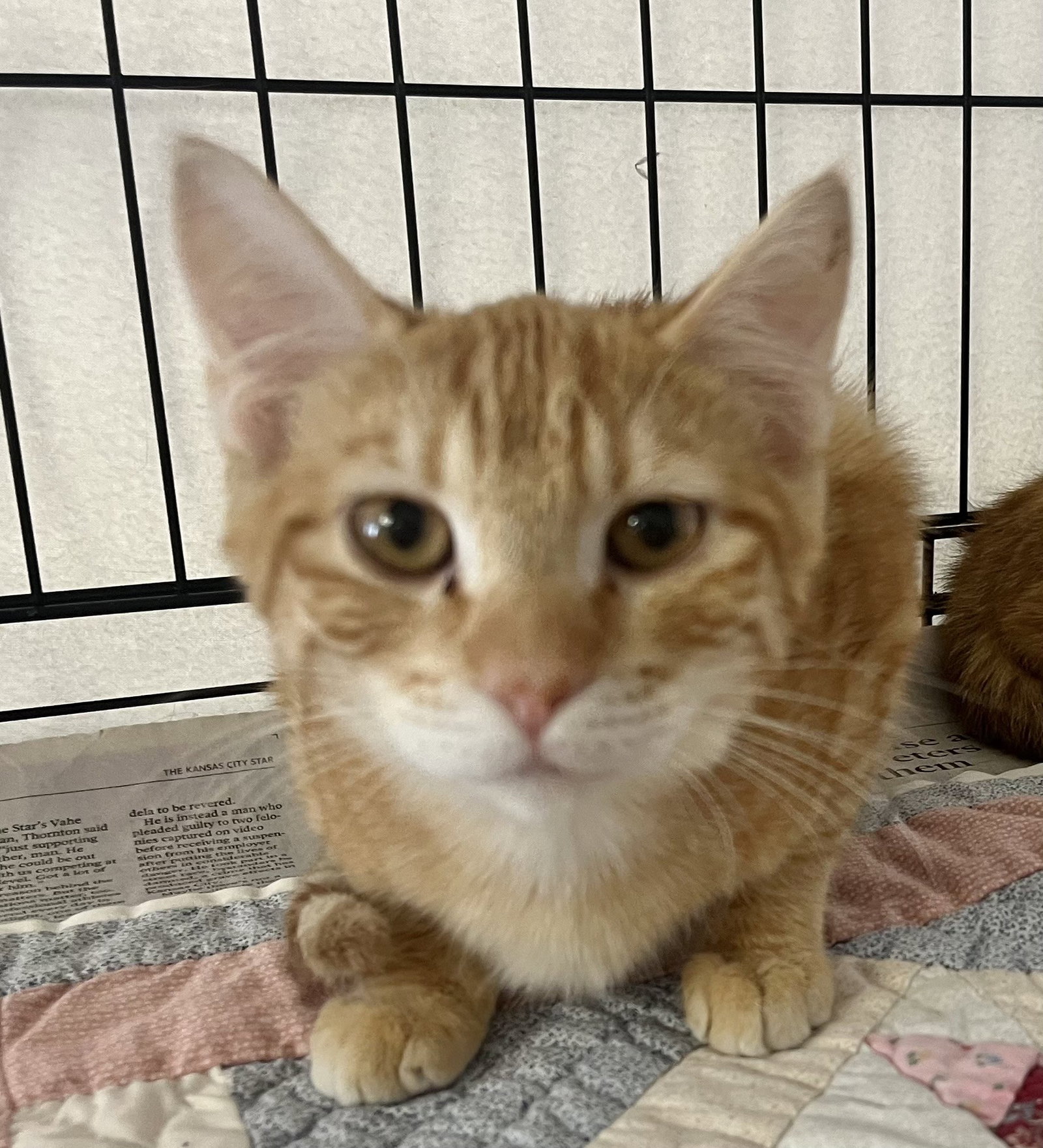 Available Cats – Kitty City Kansas Rescue