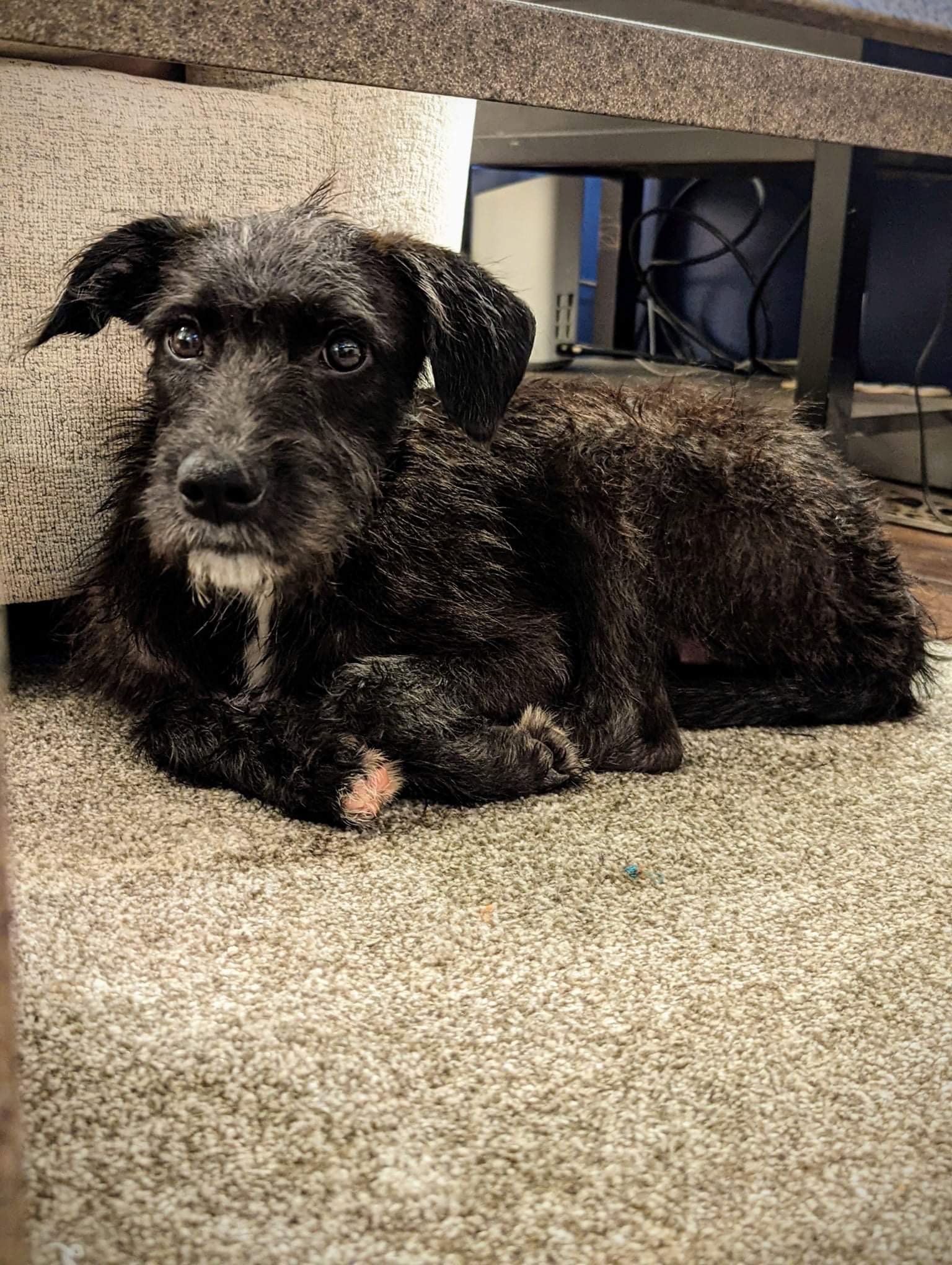 Dog for Adoption - Calliope, a Terrier in Loganville, GA | Alpha Paw
