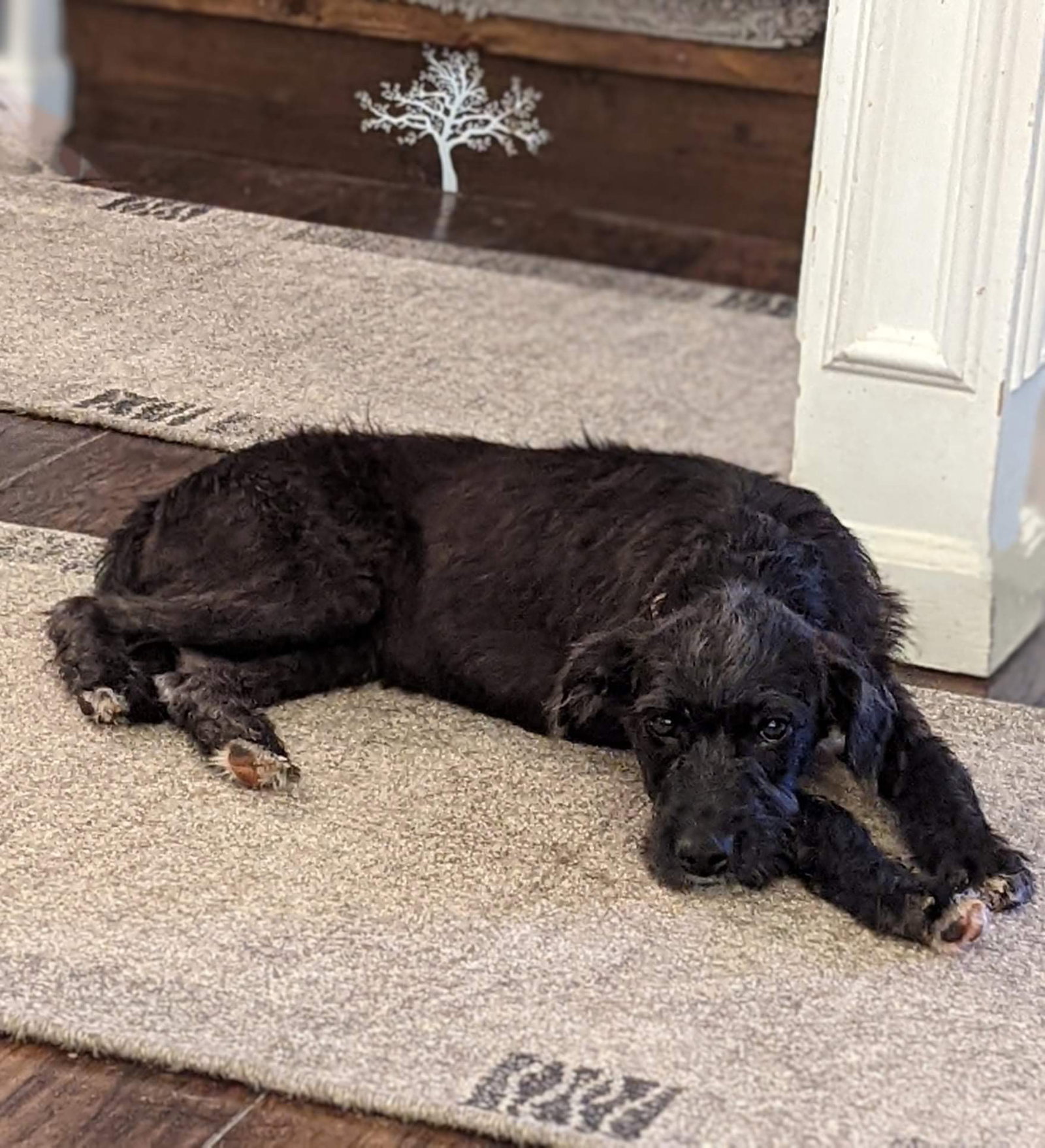 Dog for Adoption - Calliope, a Terrier in Loganville, GA | Alpha Paw