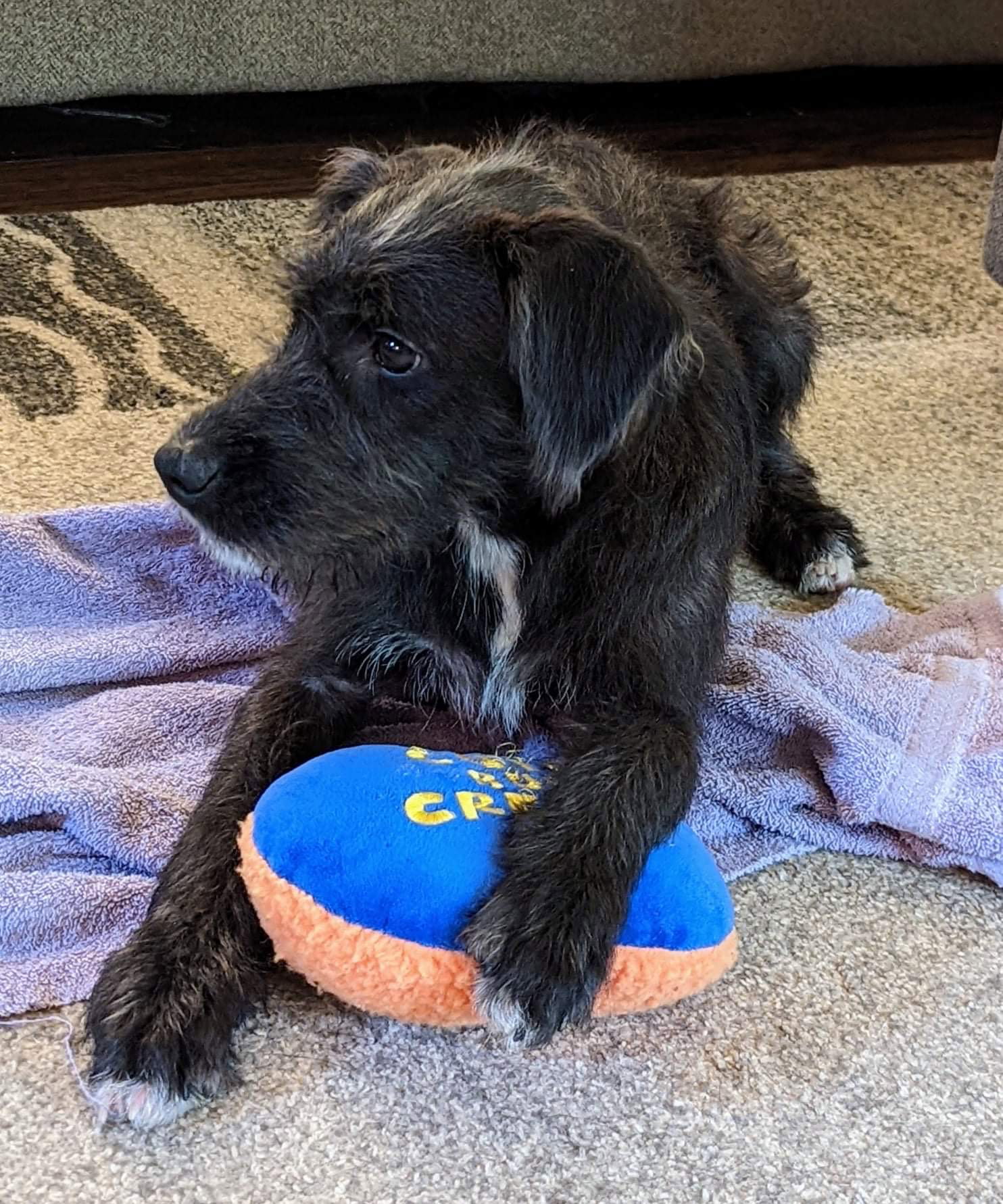 Dog for Adoption - Calliope, a Terrier in Loganville, GA | Alpha Paw