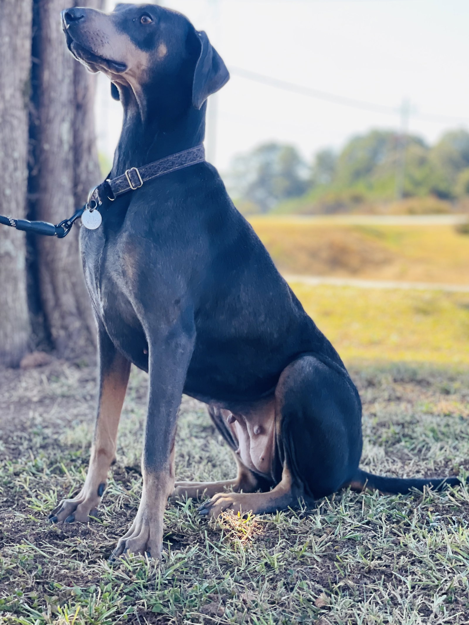 Dog for Adoption - Ginger, a Doberman Pinscher in Madison, GA | Alpha Paw