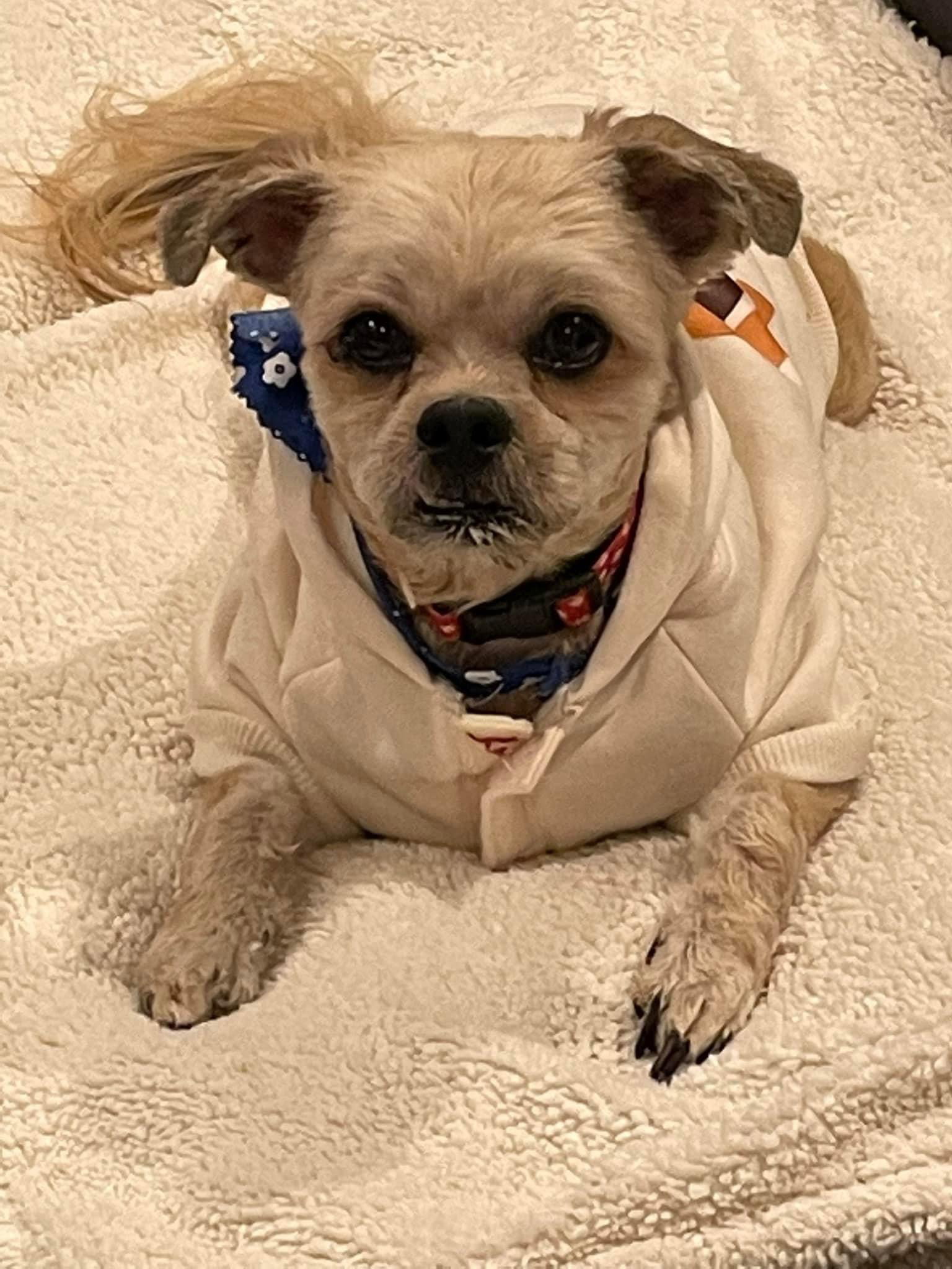 Dog for Adoption - Cannoli, a Pekingese in Gwinnett County, GA | Alpha Paw
