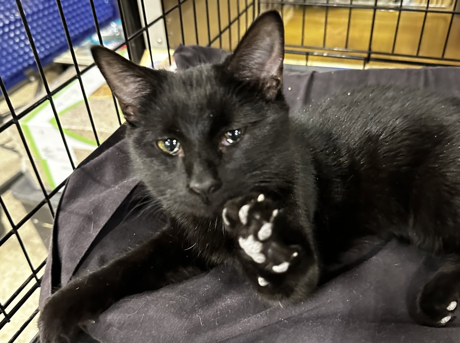Cats for Adoption in Statham, Georgia | Alpha Paw
