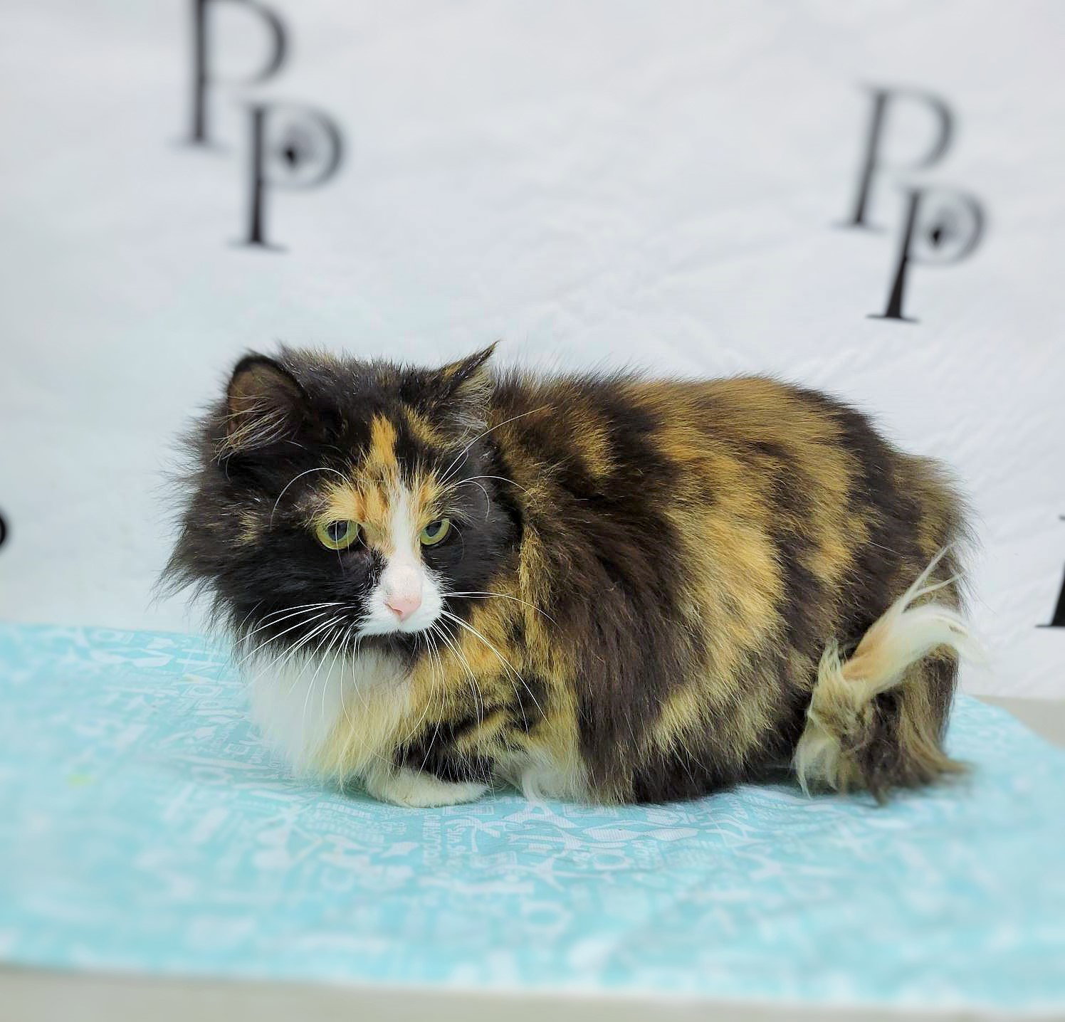 Cats for Adoption in Atlanta, Georgia | Alpha Paw