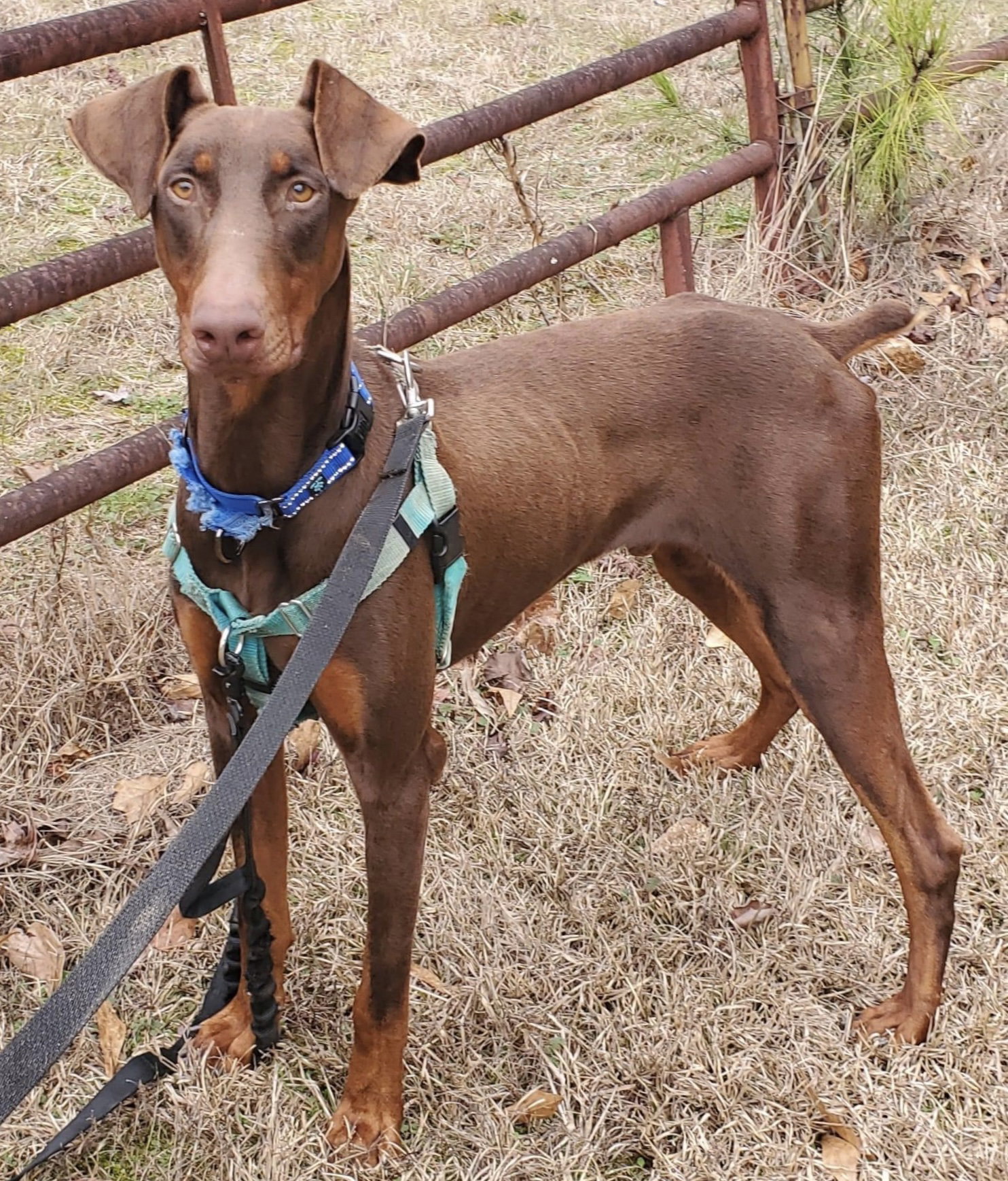 Dog for Adoption - DASH, a Doberman Pinscher in Athens, GA | Alpha Paw